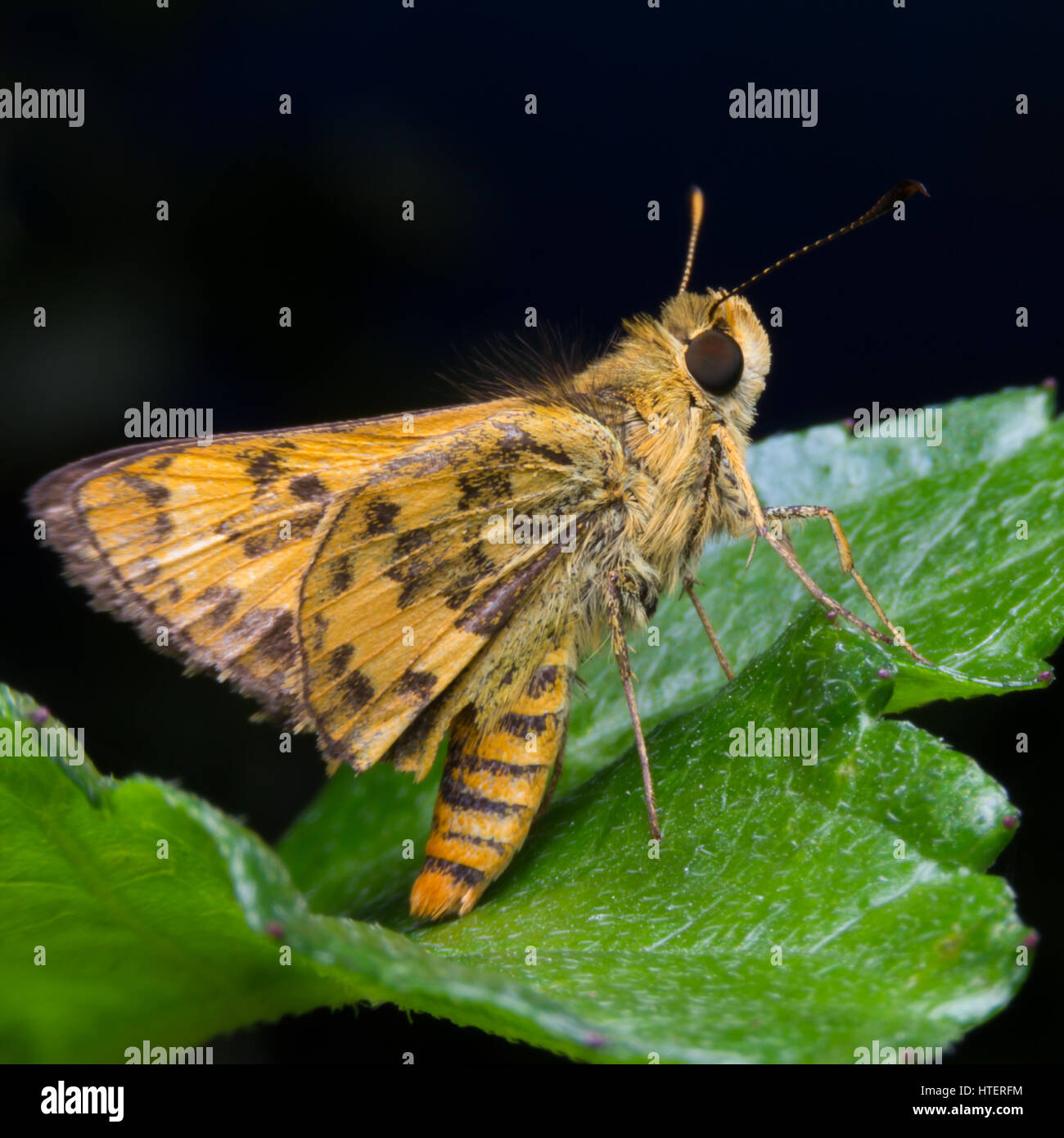 Butterflies, moths, insects Stock Photo - Alamy