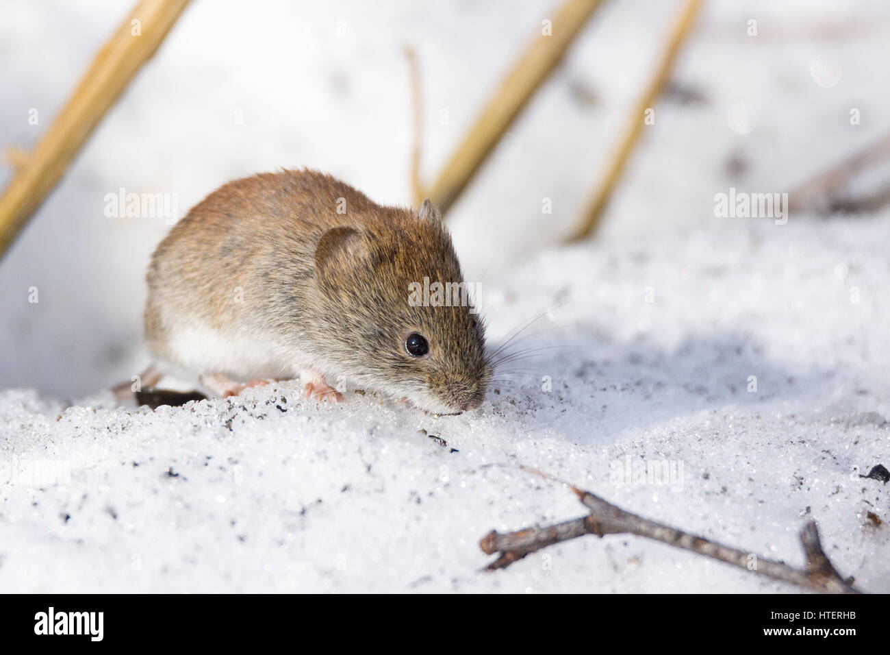The photo shows a mouse in the snow Stock Photo - Alamy