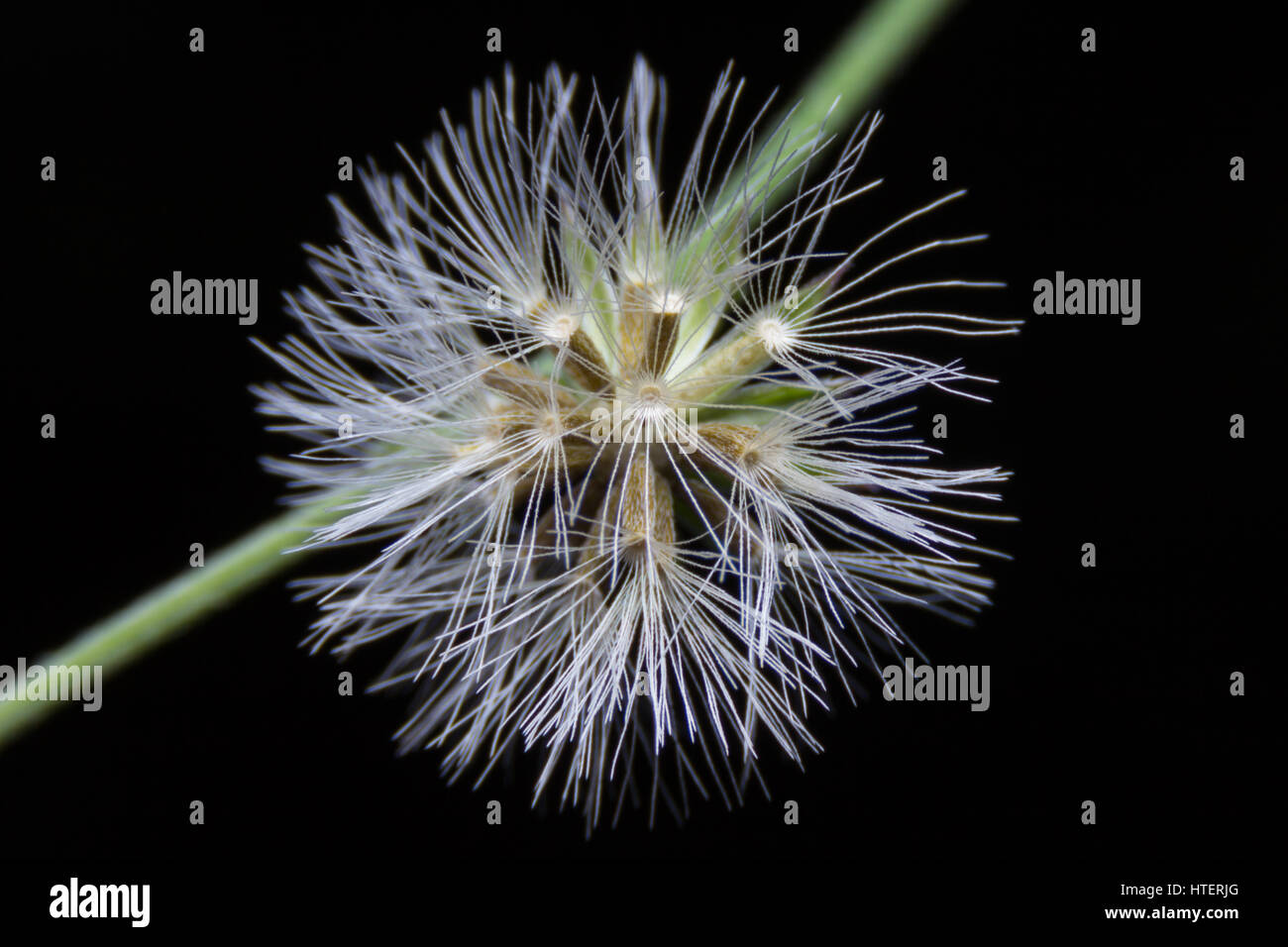 Blue puff ball hi-res stock photography and images - Alamy