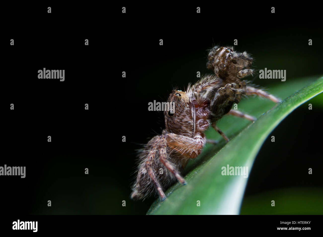 Jumping spider eat hi-res stock photography and images - Alamy