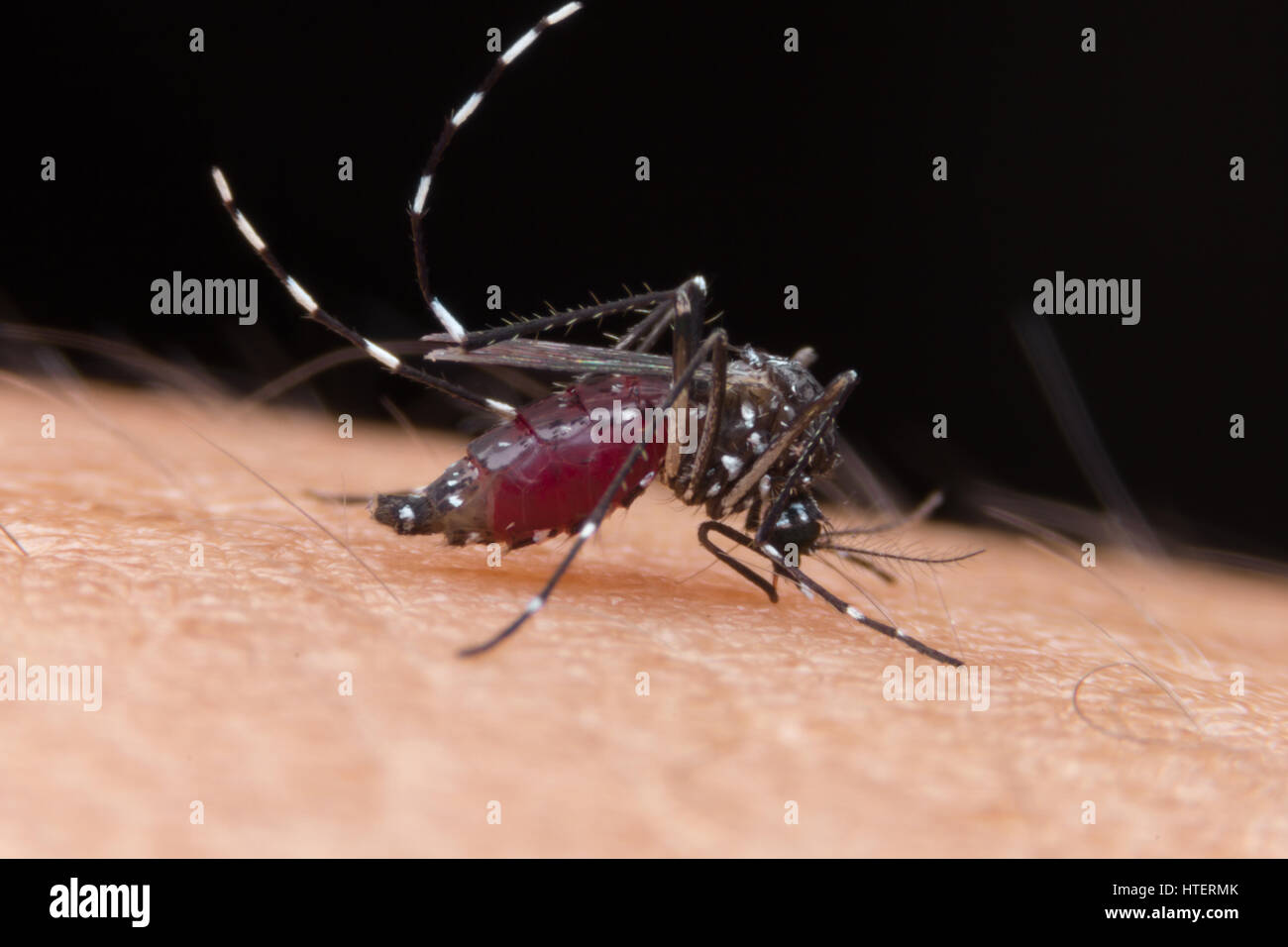 Close-up of a mosquito sucking blood on with black background Stock ...