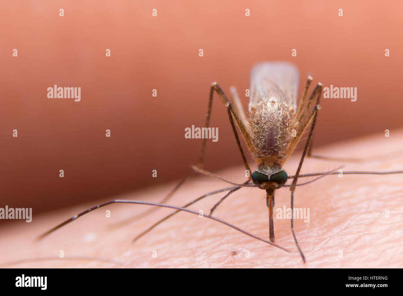 Close-up of a mosquito sucking blood Stock Photo - Alamy