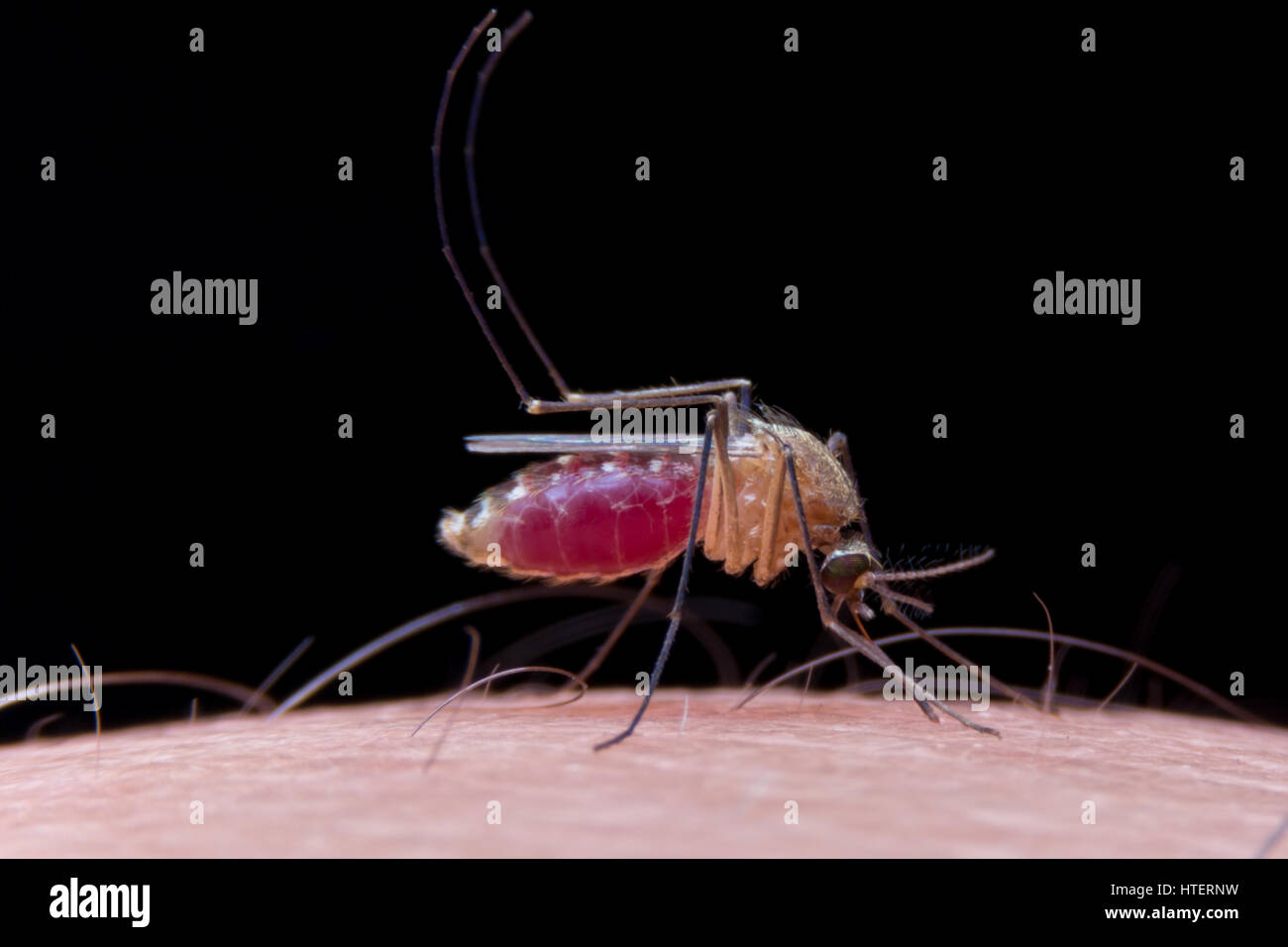 Macro of mosquito ready to sting isolated on black Stock Photo - Alamy