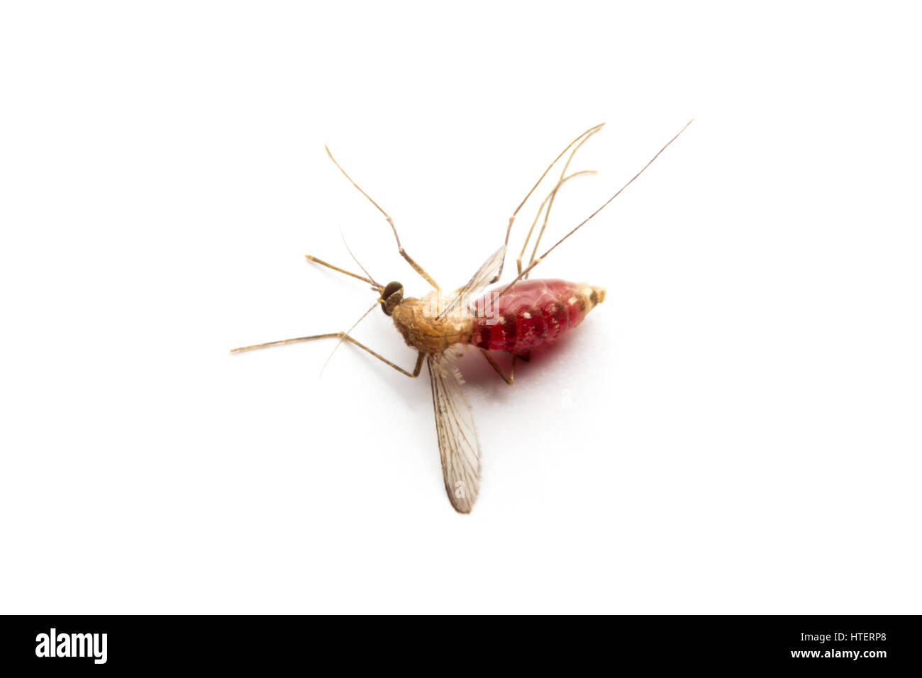 Anopheles mosquito hi-res stock photography and images - Alamy