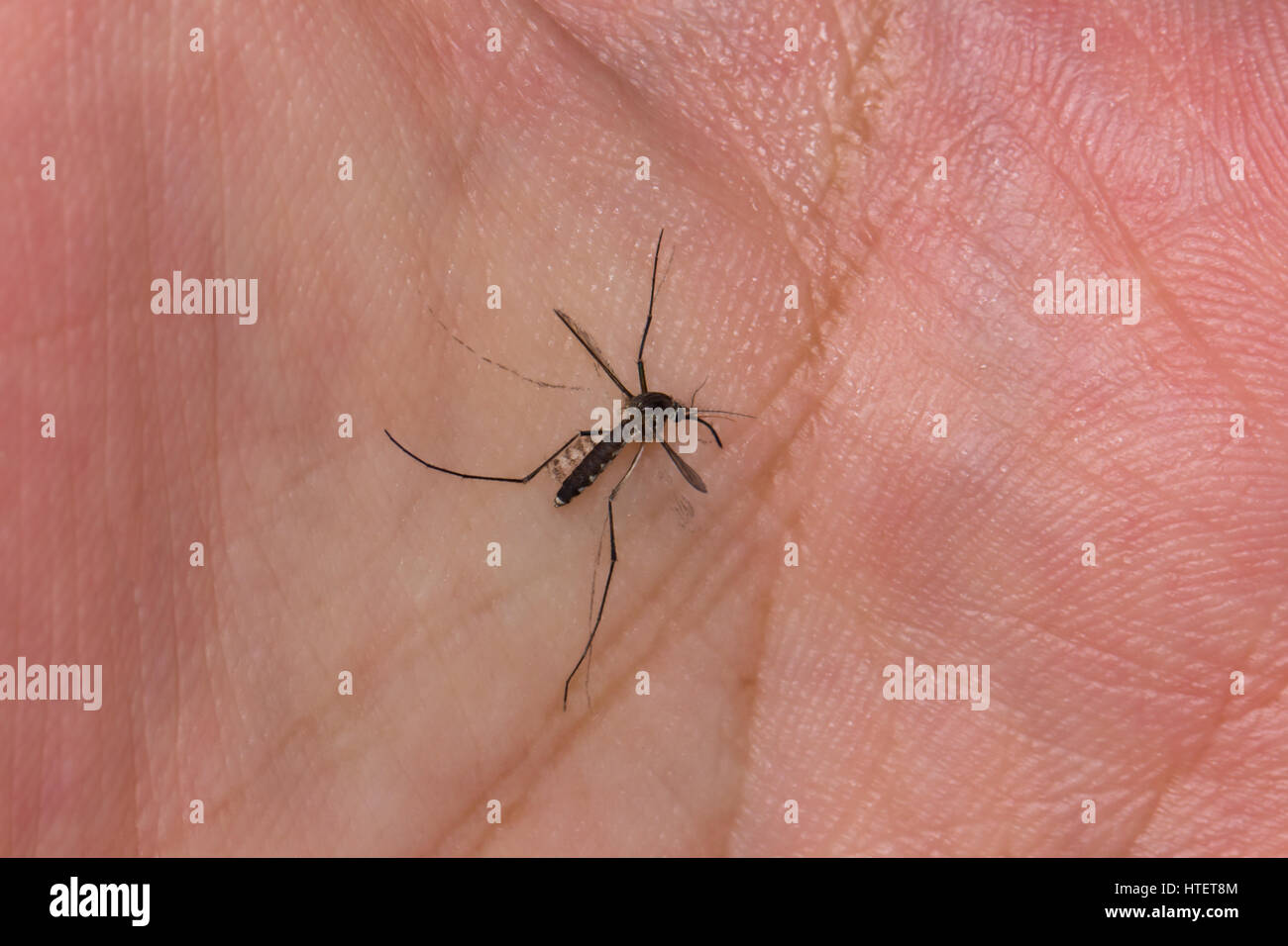 Dead mosquito on hand Stock Photo - Alamy