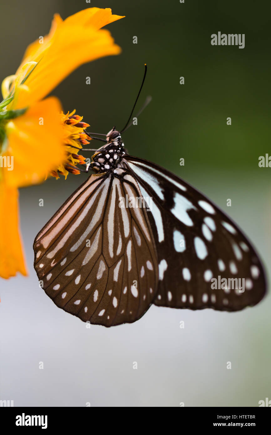 Butterfly seeking nectar on a flower Stock Photo - Alamy