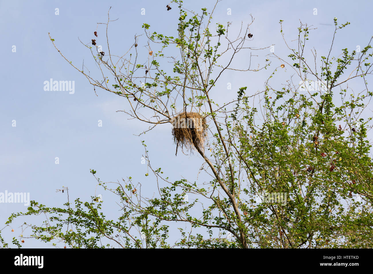 Bird's Nest on a Tree Stock Photo - Alamy