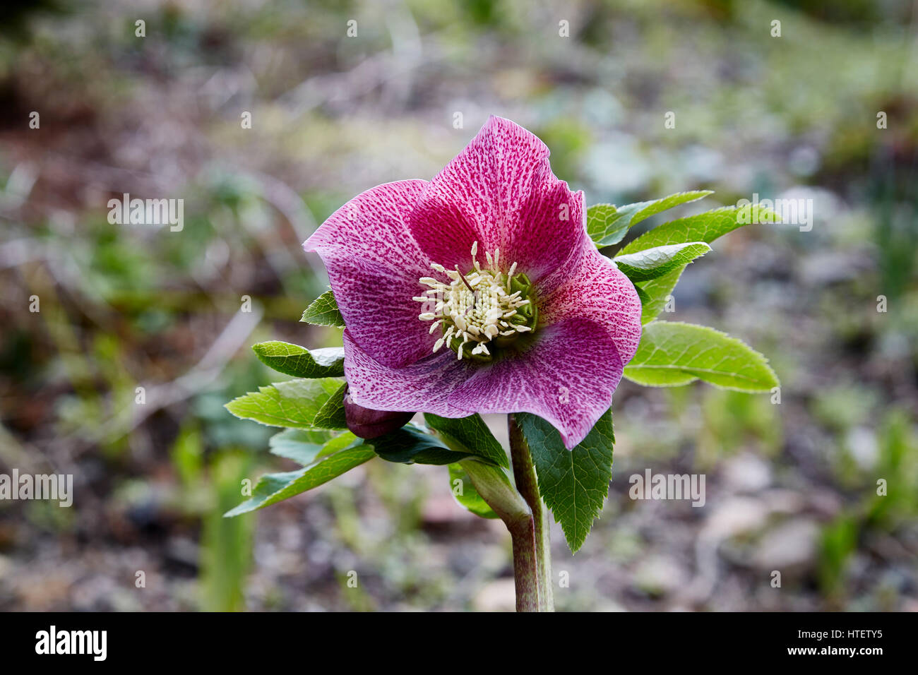 A single stem and flower of a pink Helleborus nigerwith a out of focus ...
