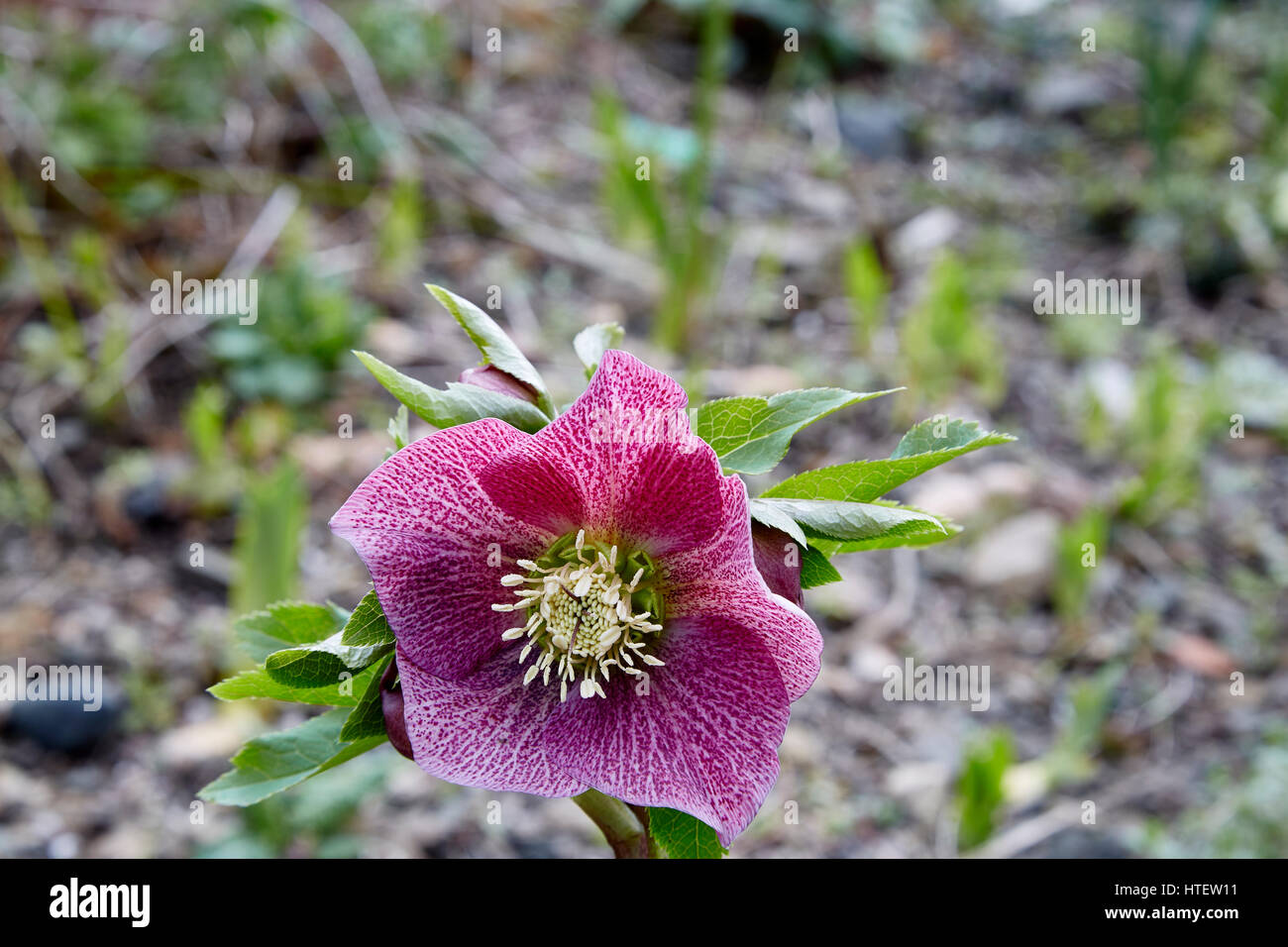 A single stem and flower of a pink Helleborus nigerwith a out of focus ...