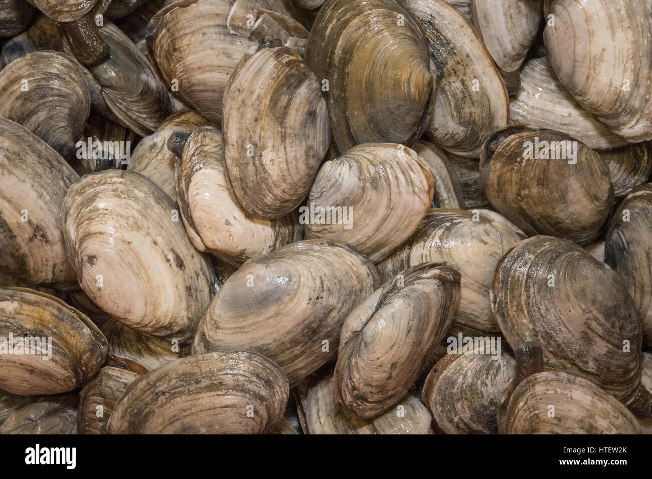 Shucking clams. Community Shellfish Co., Bremen, Maine Stock Photo - Alamy