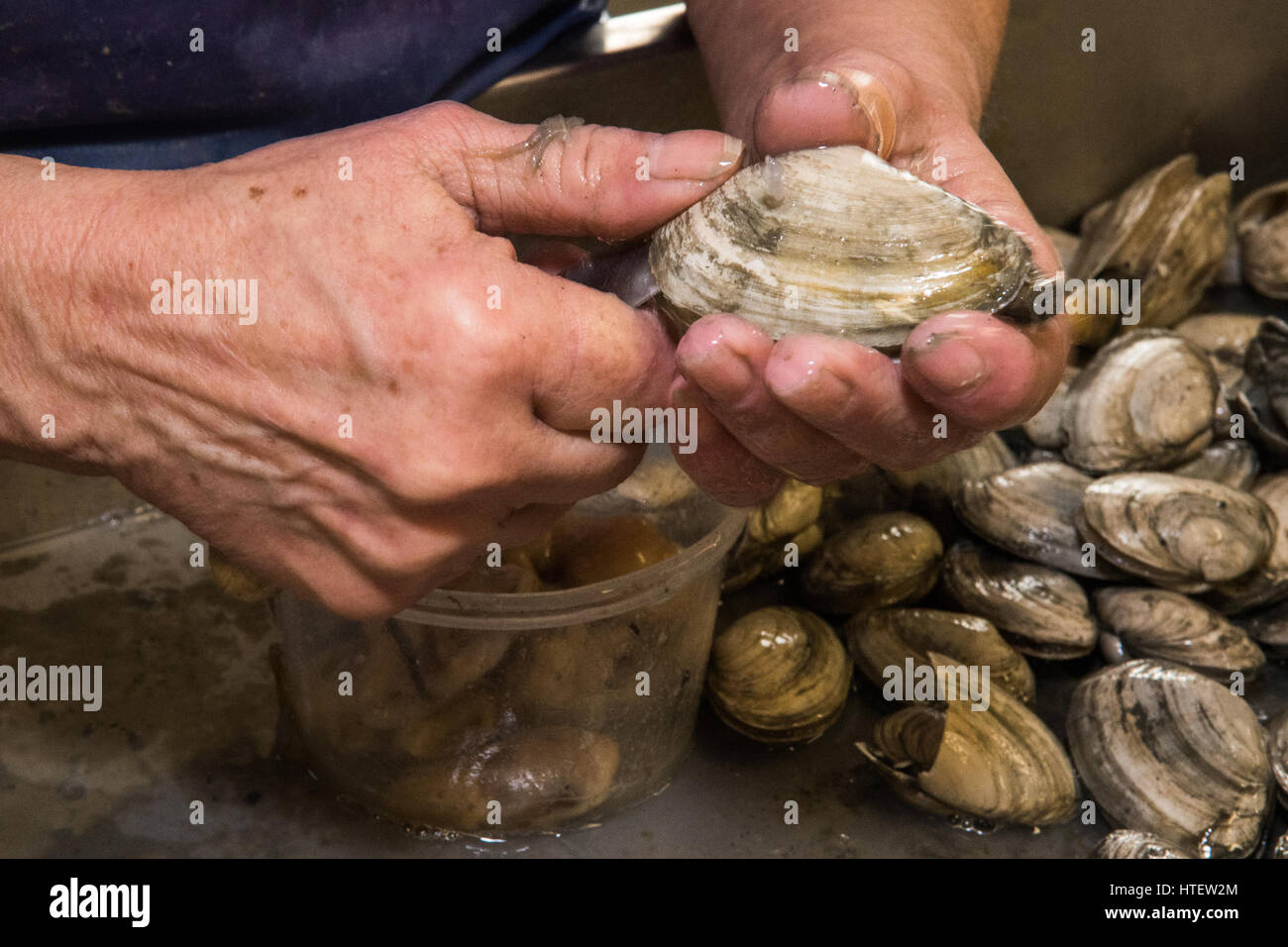 Shucking clams. Community Shellfish Co., Bremen, Maine Stock Photo - Alamy