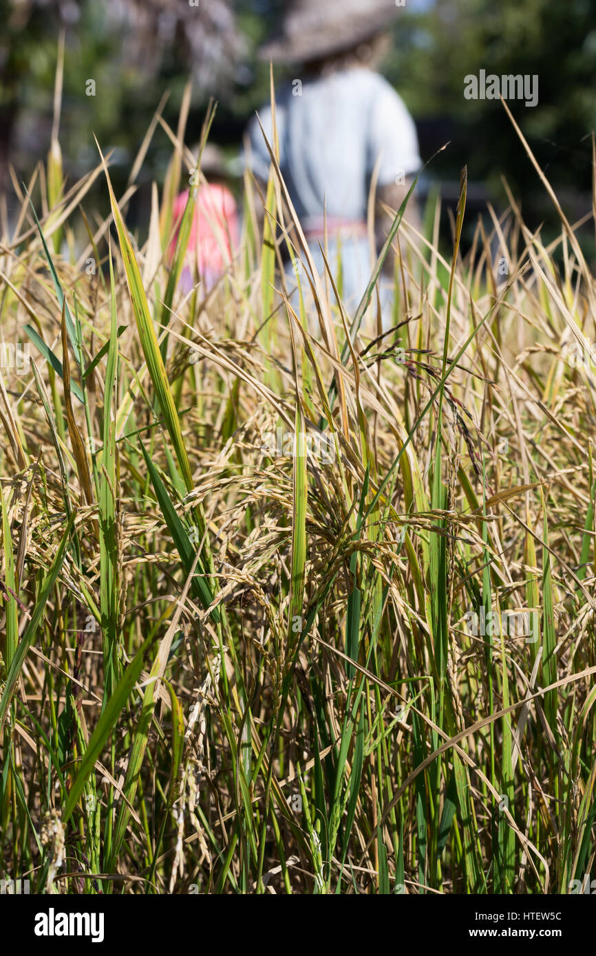 Rice plant in rice field and Scarecrow Stock Photo - Alamy