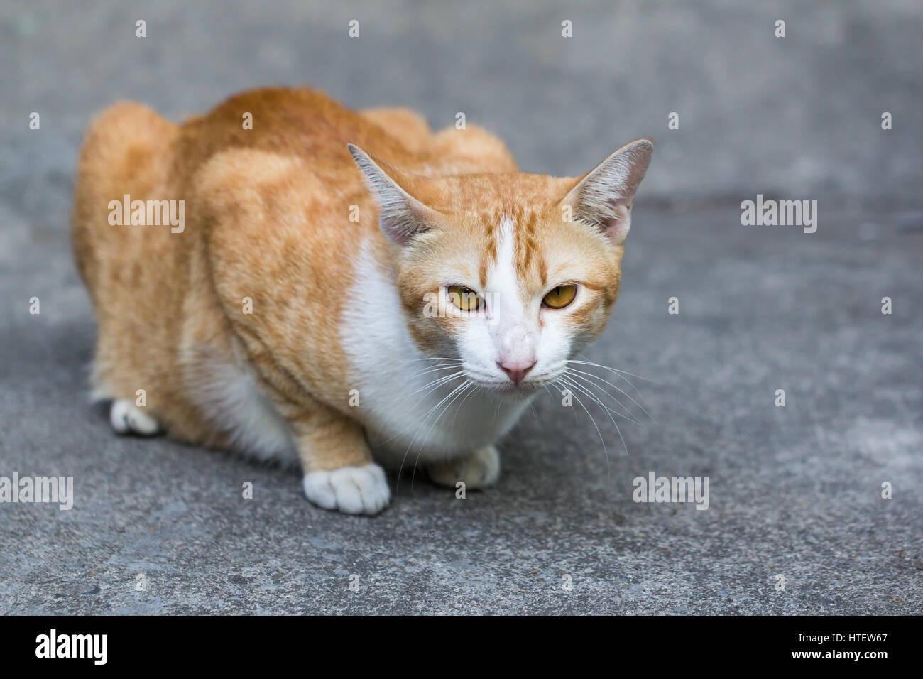 cat look in to camera Stock Photo - Alamy