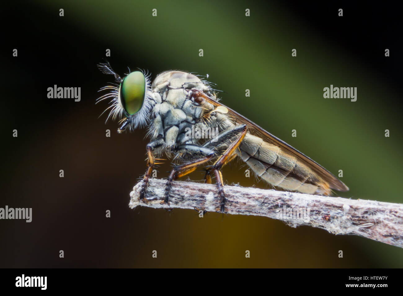 Robber fly with prey Stock Photo - Alamy