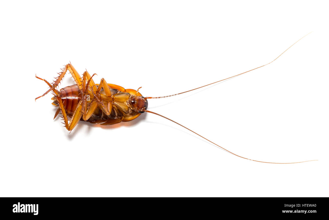 Dead cockroaches on white background Stock Photo - Alamy