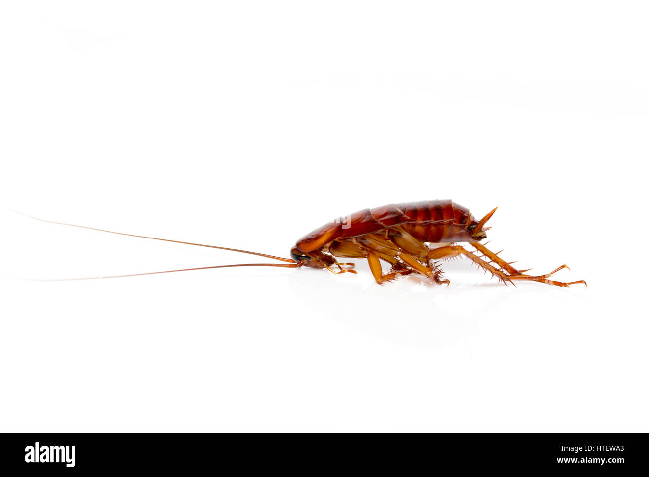 Dead cockroach isolated on a white background Stock Photo - Alamy