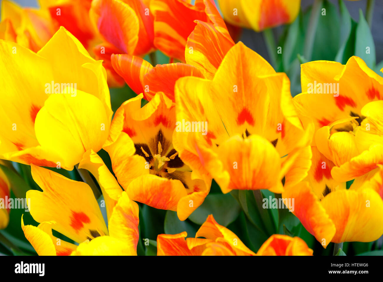 Blossoming fresh tulips macro background Stock Photo - Alamy