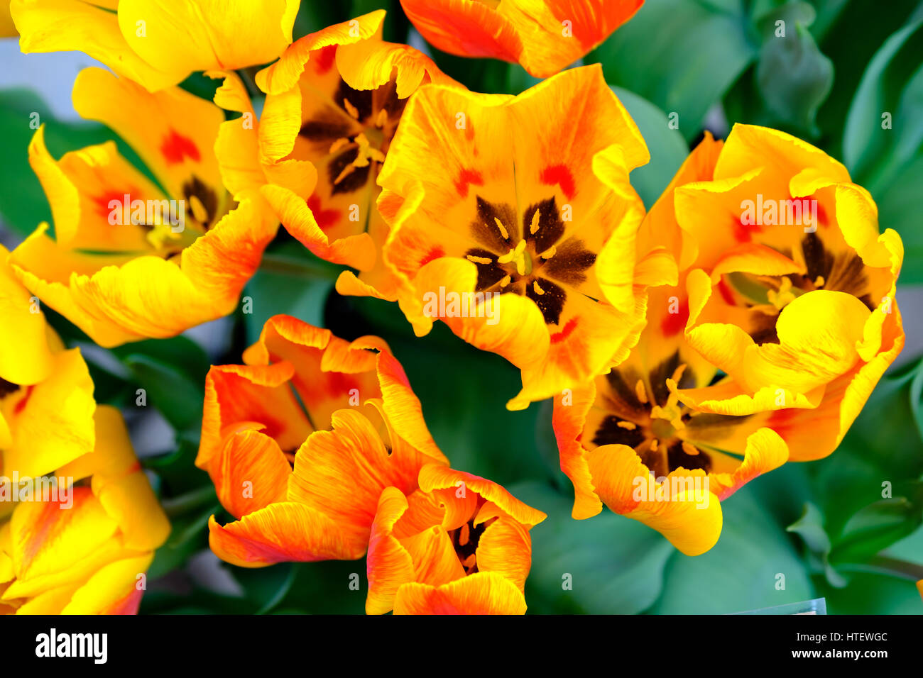 Blossoming fresh tulips macro background Stock Photo - Alamy