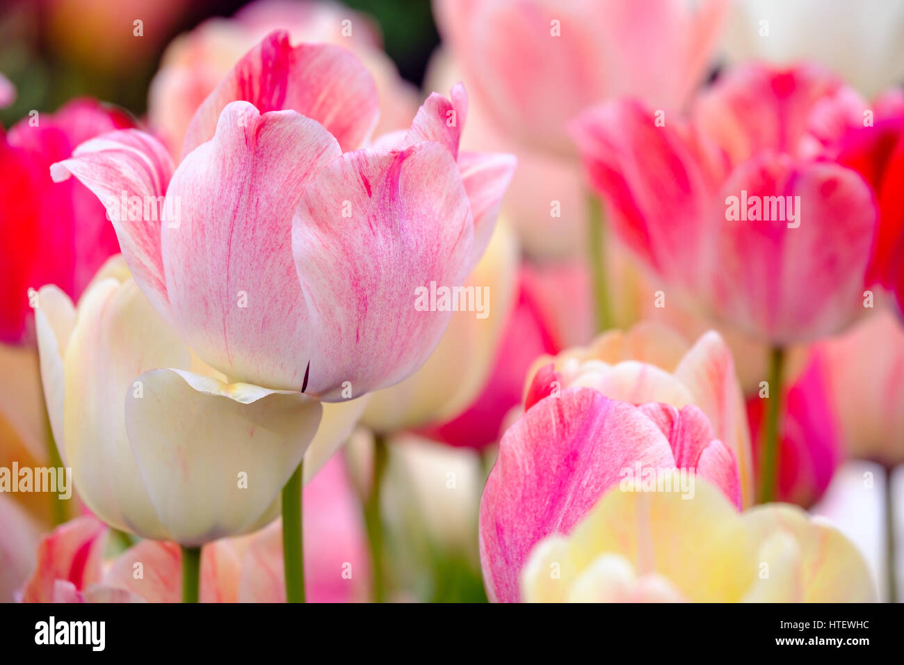 Blossoming fresh tulips macro background Stock Photo - Alamy