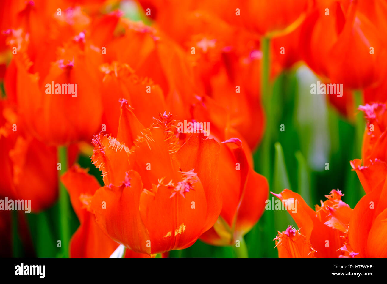 Blossoming fresh tulips macro background Stock Photo - Alamy