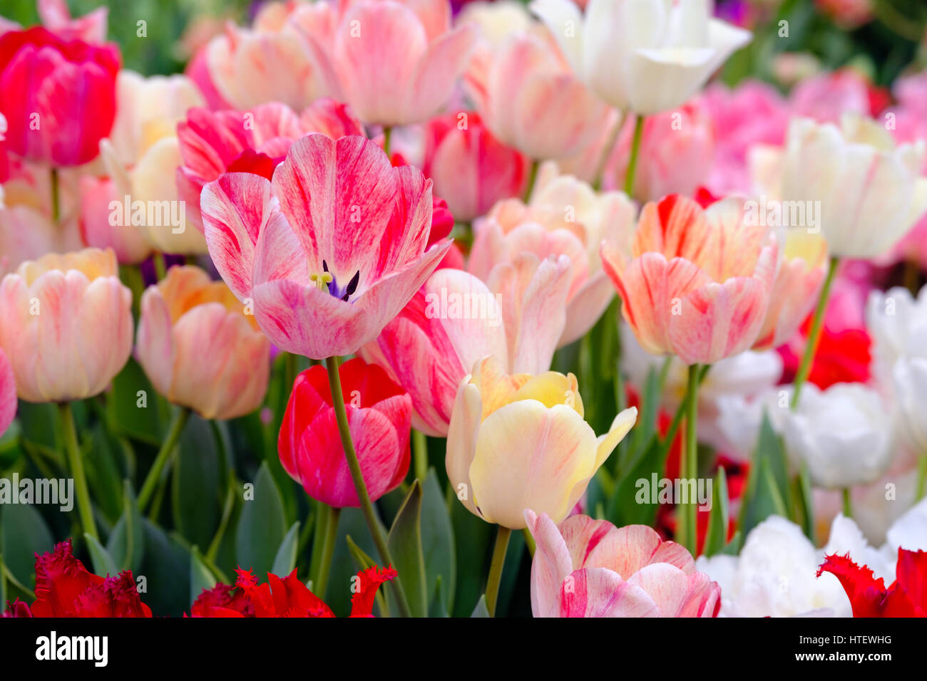 Blossoming fresh tulips macro background Stock Photo - Alamy