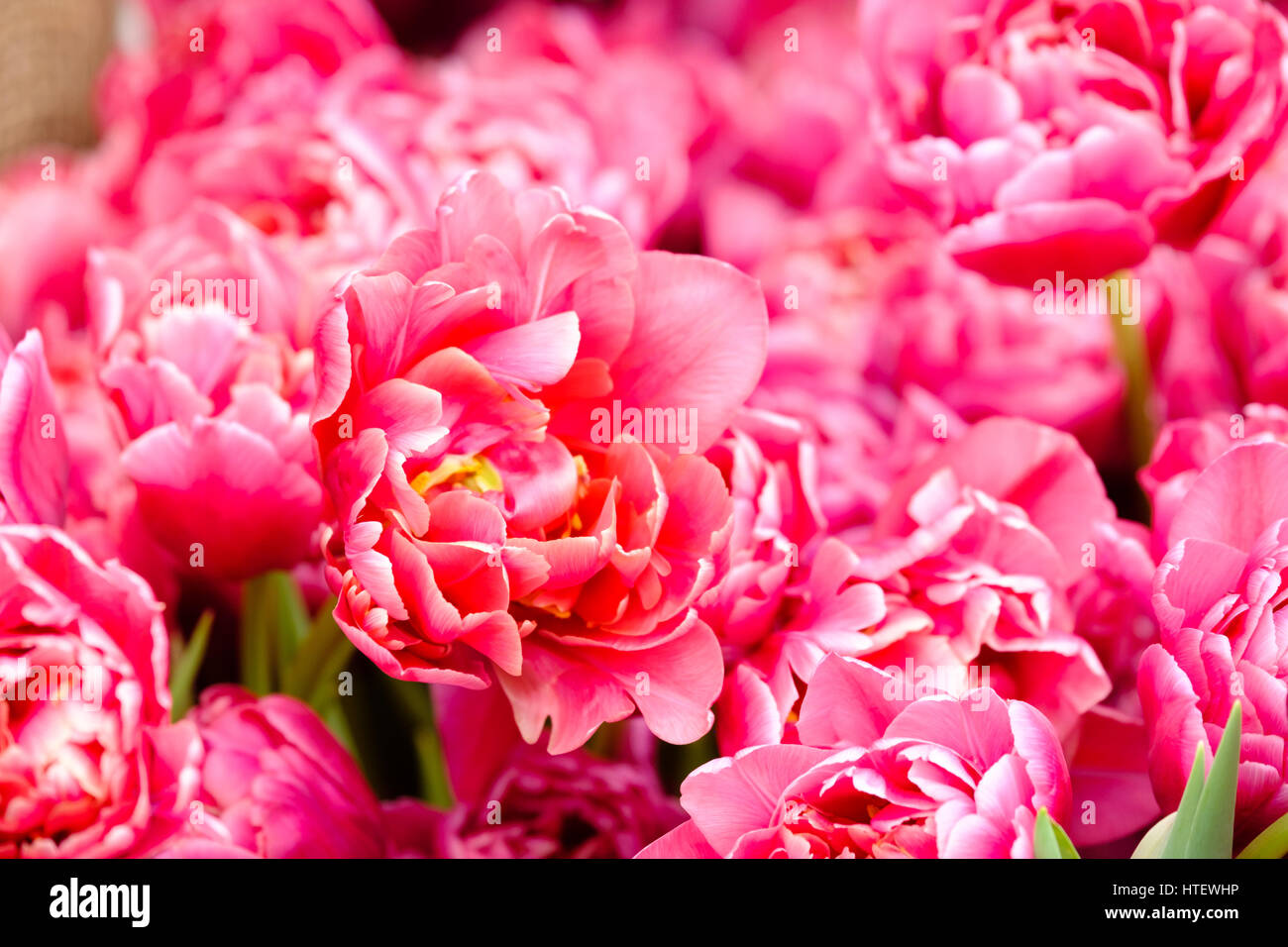 Blossoming fresh tulips macro background Stock Photo - Alamy