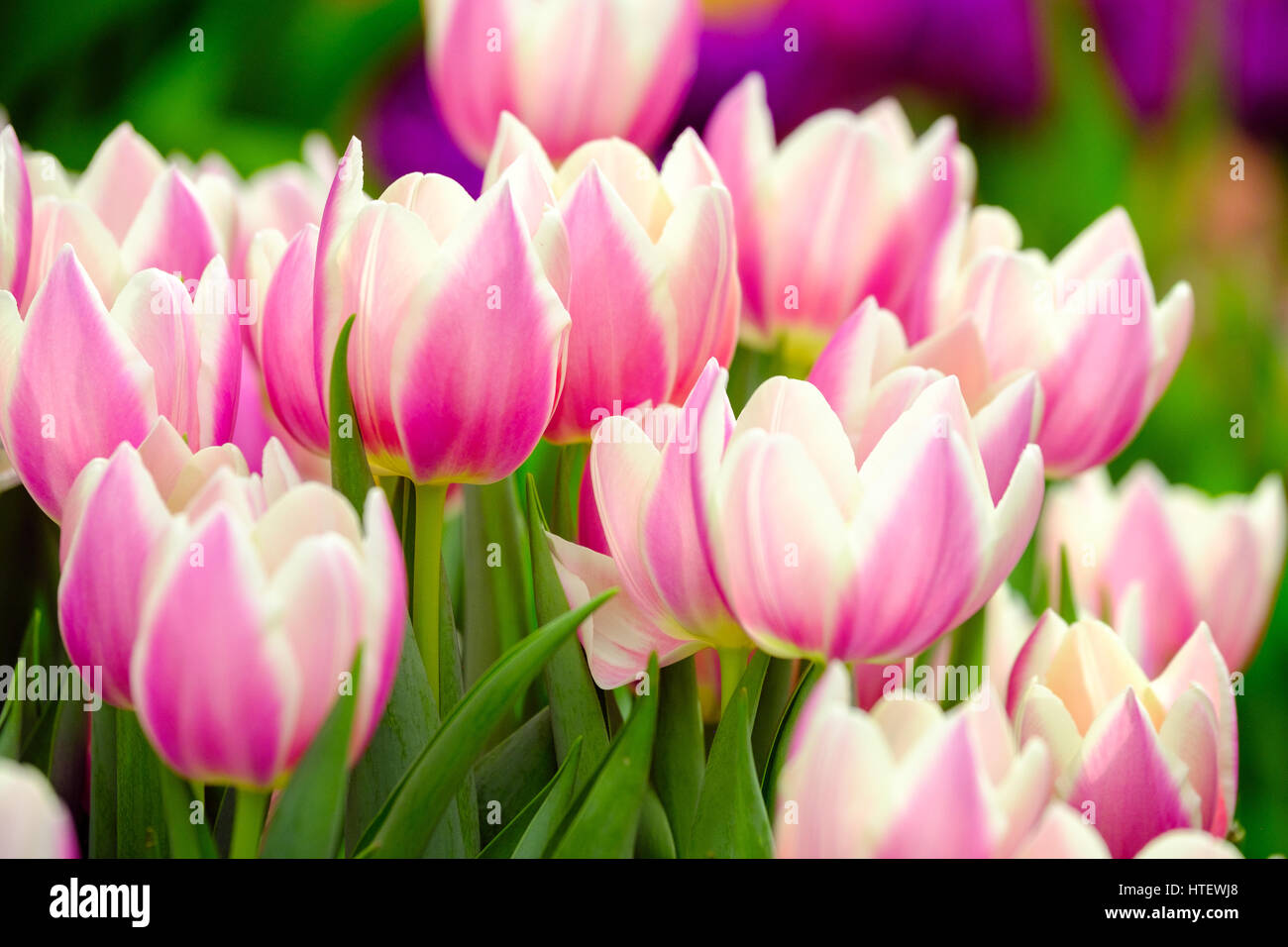 Blossoming fresh tulips macro background Stock Photo - Alamy