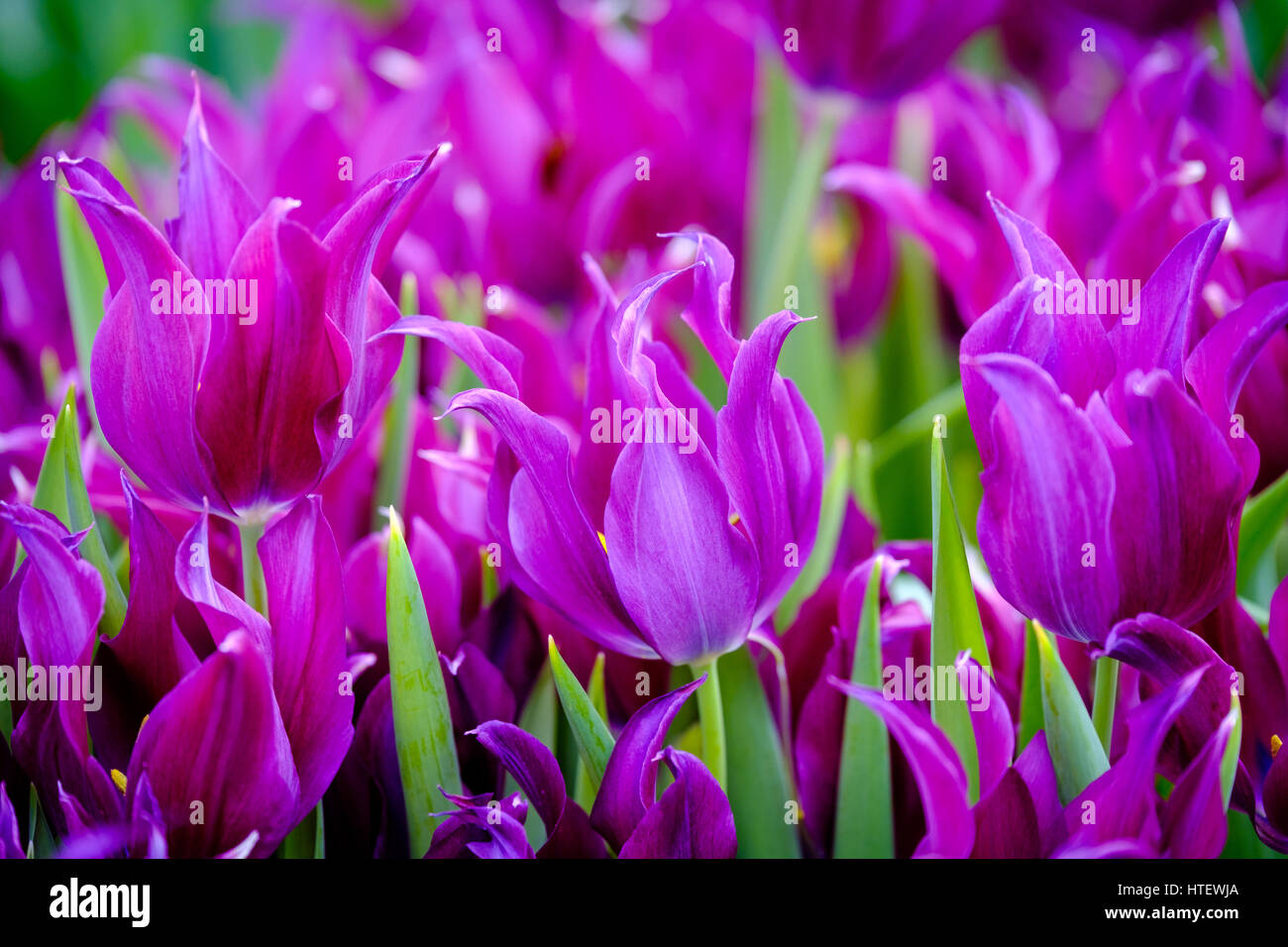 Blossoming fresh tulips macro background Stock Photo - Alamy