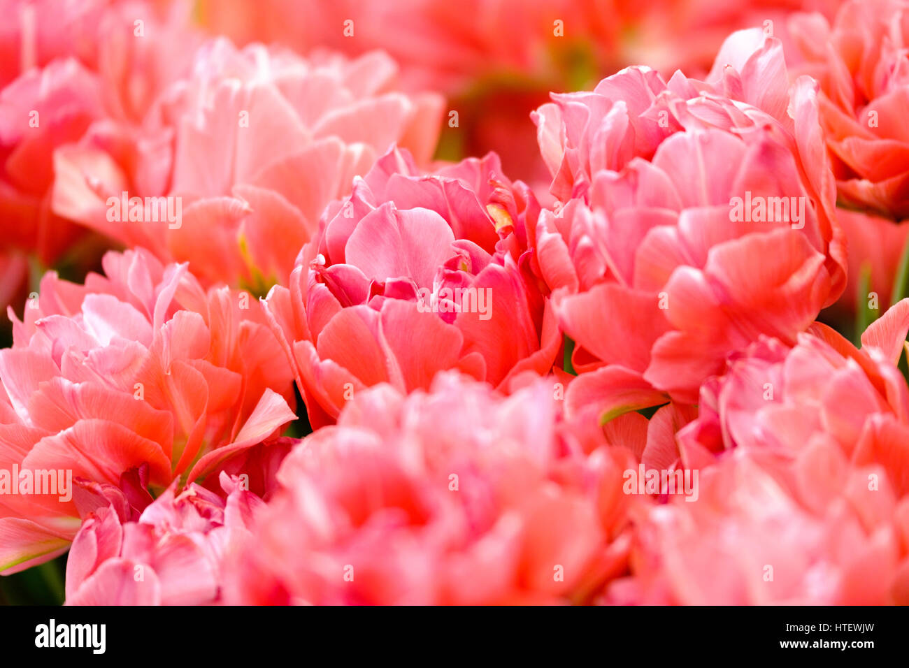 Blossoming fresh tulips macro background Stock Photo - Alamy