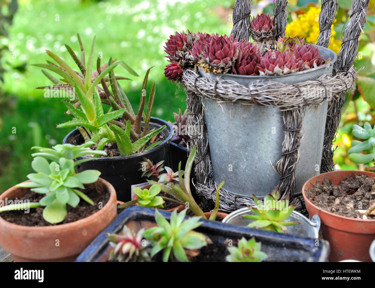 collection of succulent plant in pot Stock Photo - Alamy