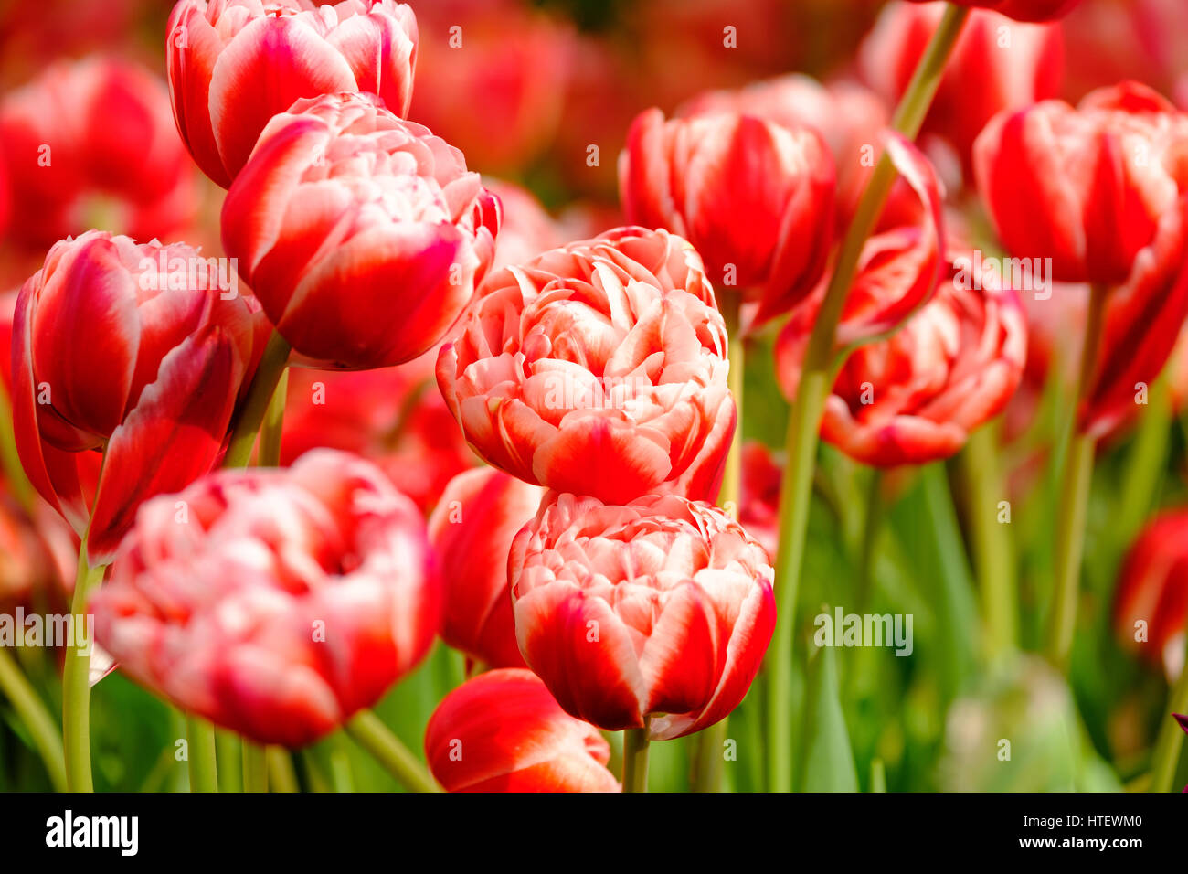 Blossoming fresh tulips macro background Stock Photo - Alamy