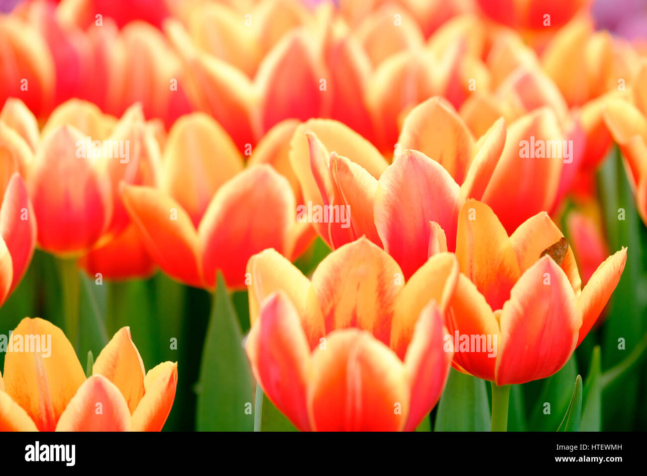 Blossoming fresh tulips macro background Stock Photo - Alamy