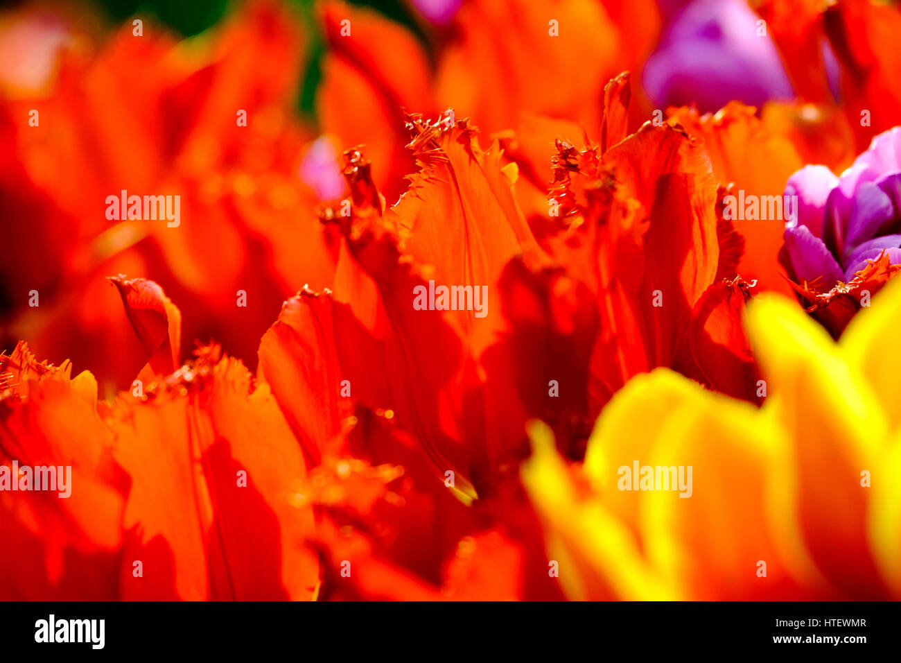 Blossoming fresh tulips macro background Stock Photo - Alamy