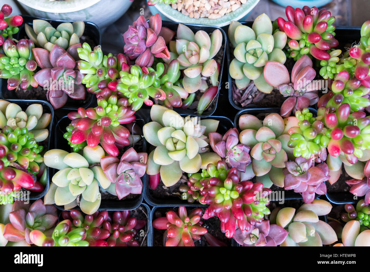 Miniature succulent plants in garden Stock Photo - Alamy