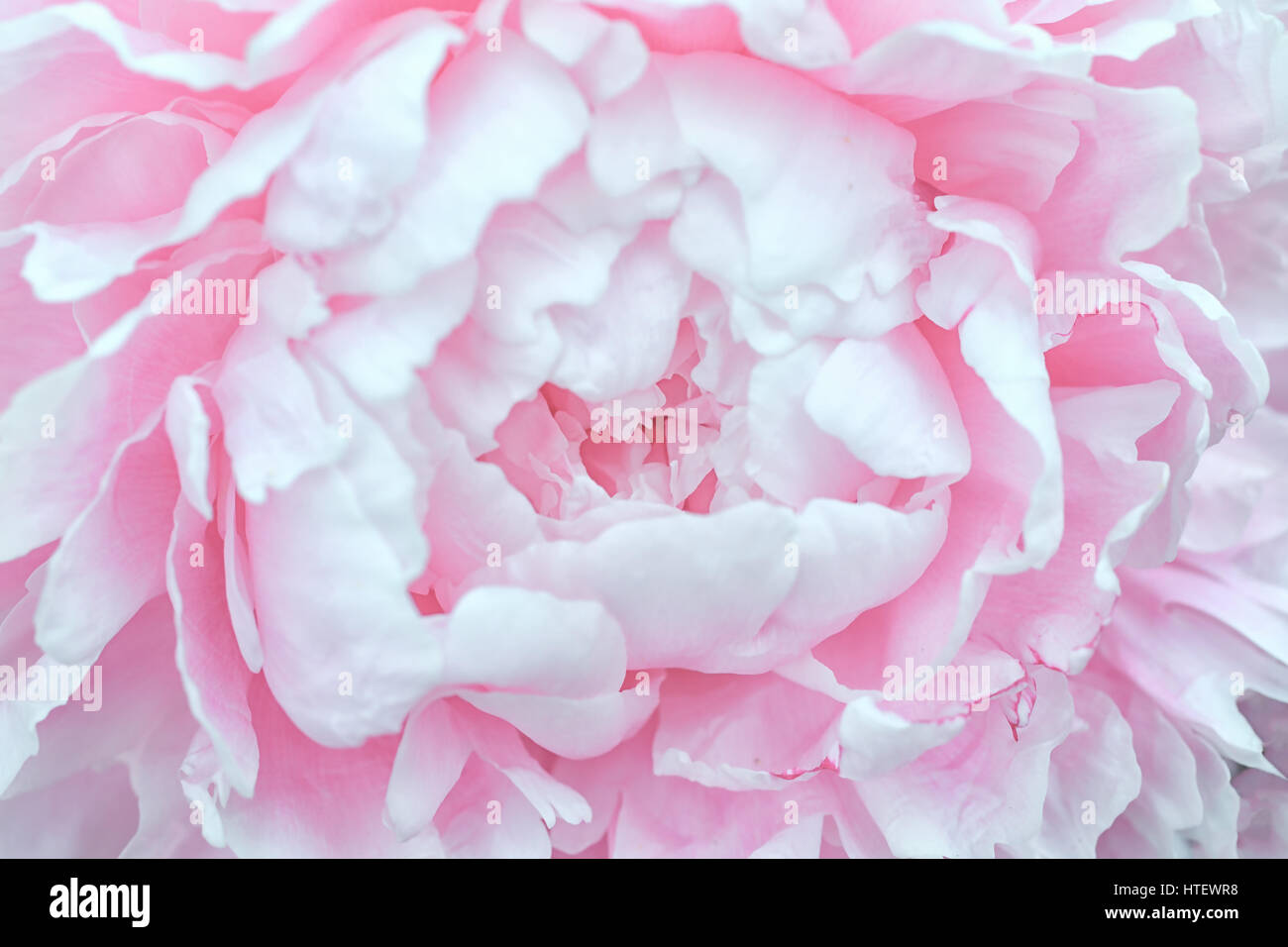 Peony flower bloom floral blossom hi-res stock photography and images ...
