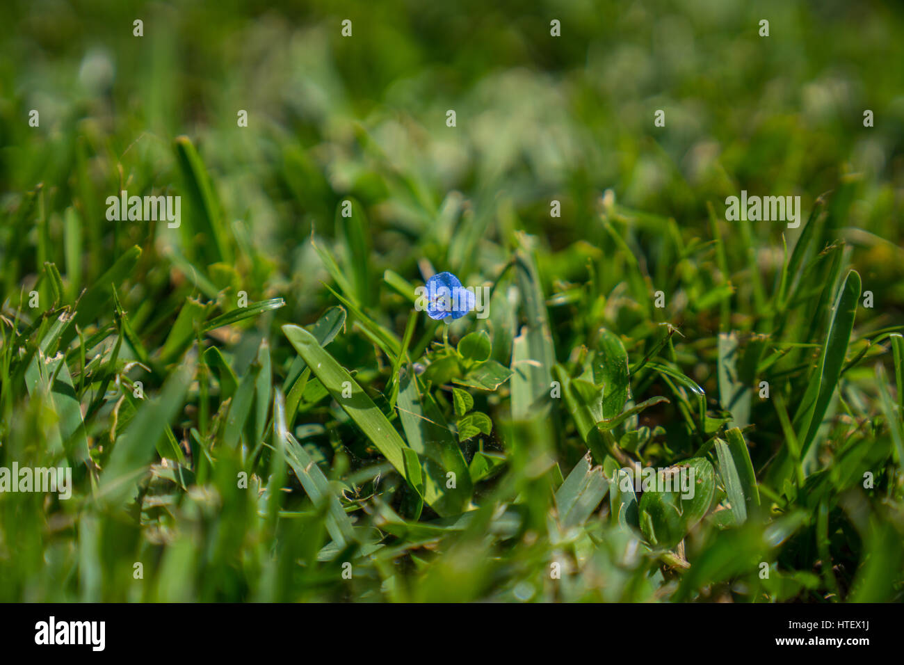 A lone flower stands alone in a field of grass Stock Photo - Alamy