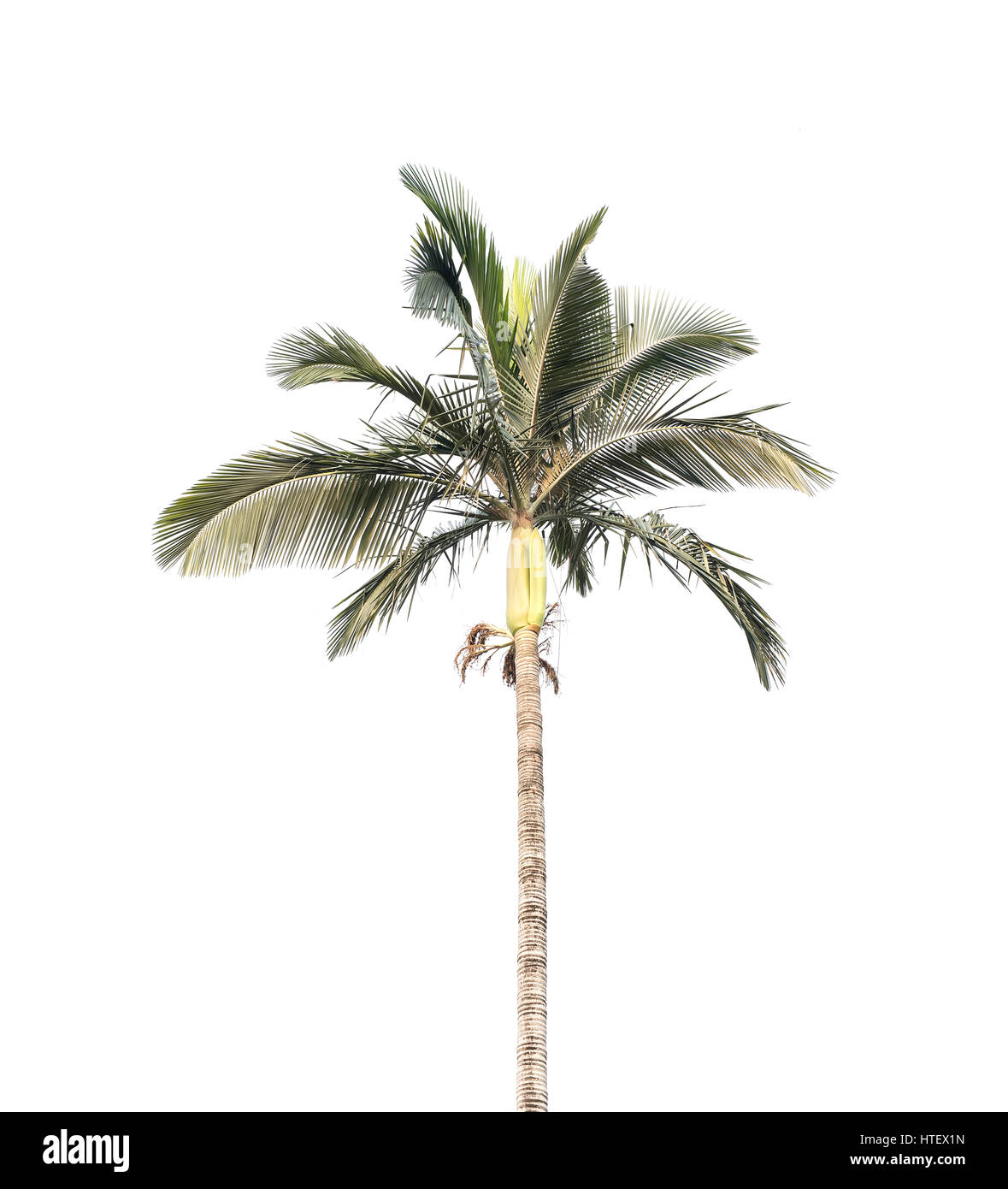 palm tree isolated on white background Stock Photo - Alamy