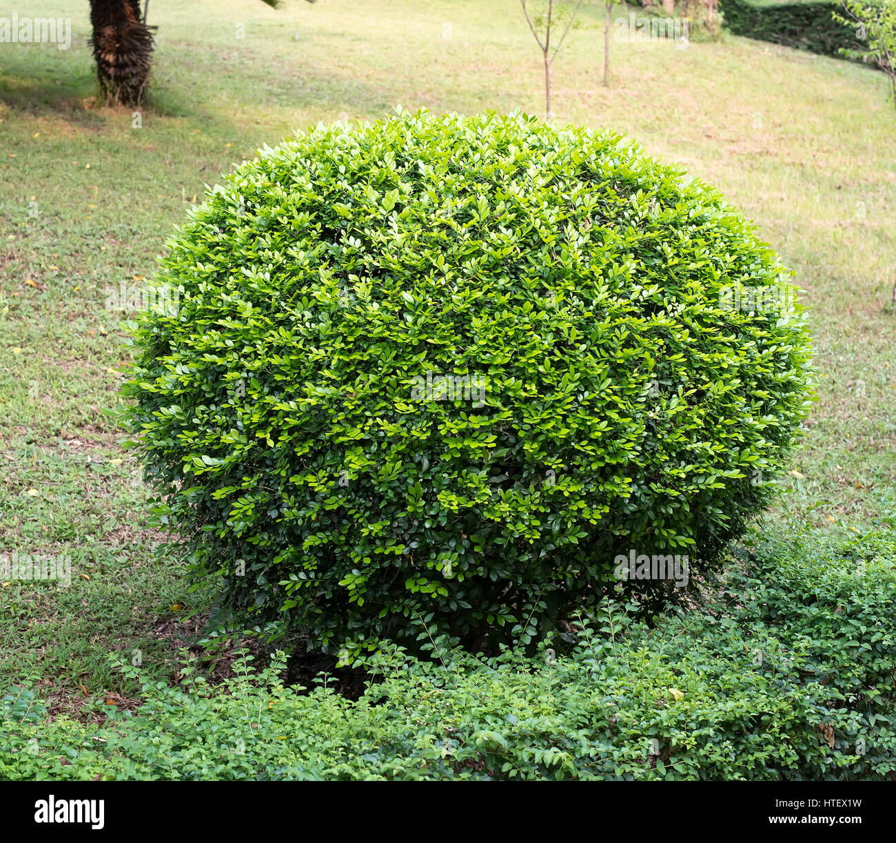 green coniferous shrubs shorn by round shape Stock Photo - Alamy