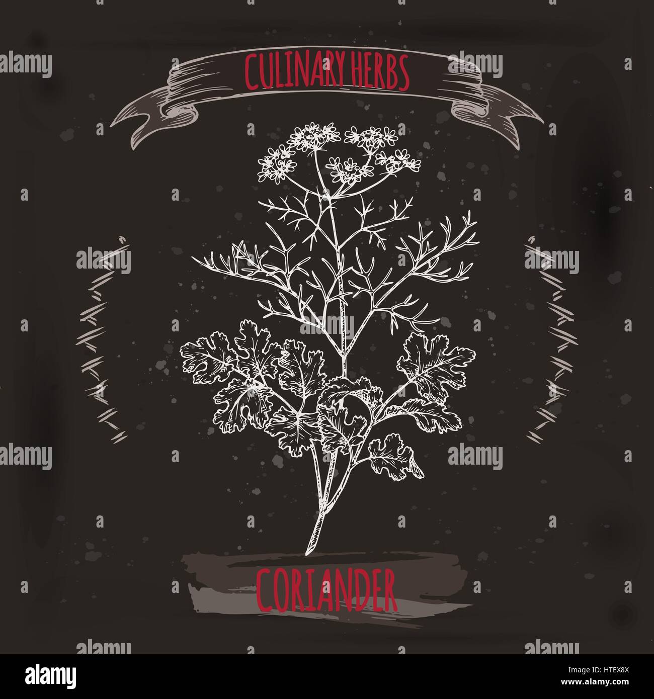 Coriander aka cilantro, Coriandrum sativum, hand drawn sketch on grunge ...