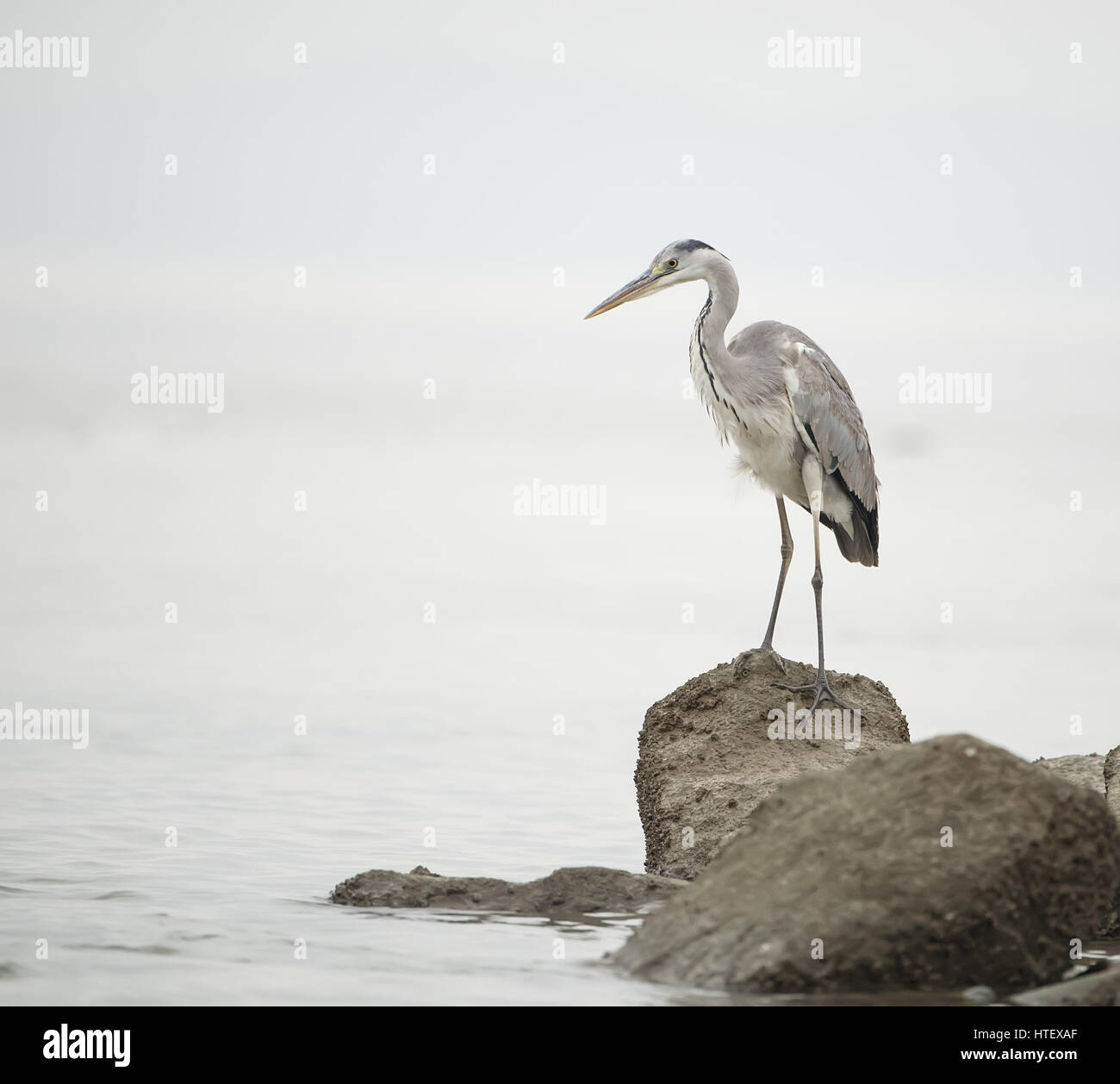 Portrait of natural grey heron in flight Stock Photo - Alamy