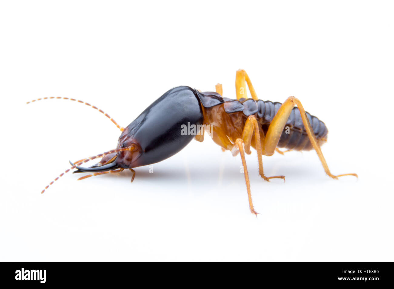Termite soldier hi-res stock photography and images - Alamy