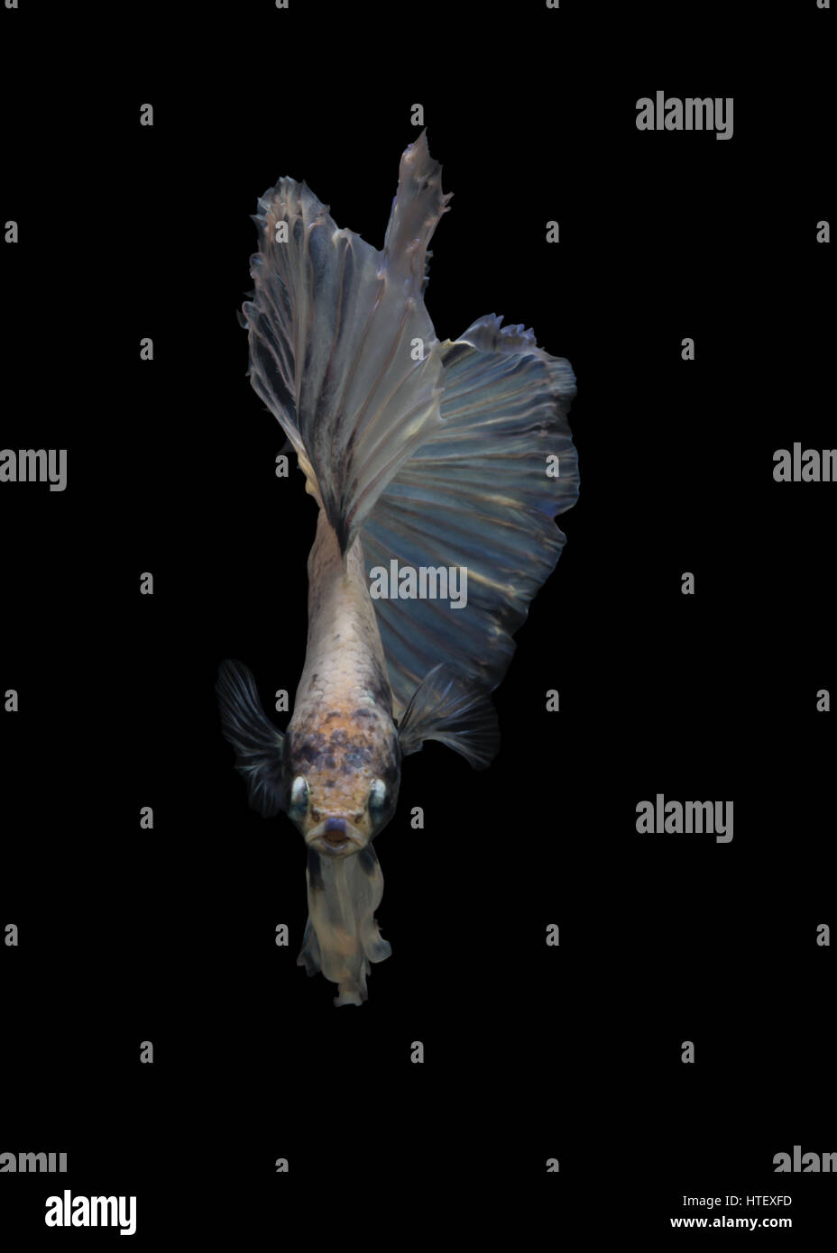 Red blue crown betta fish hi-res stock photography and images - Alamy