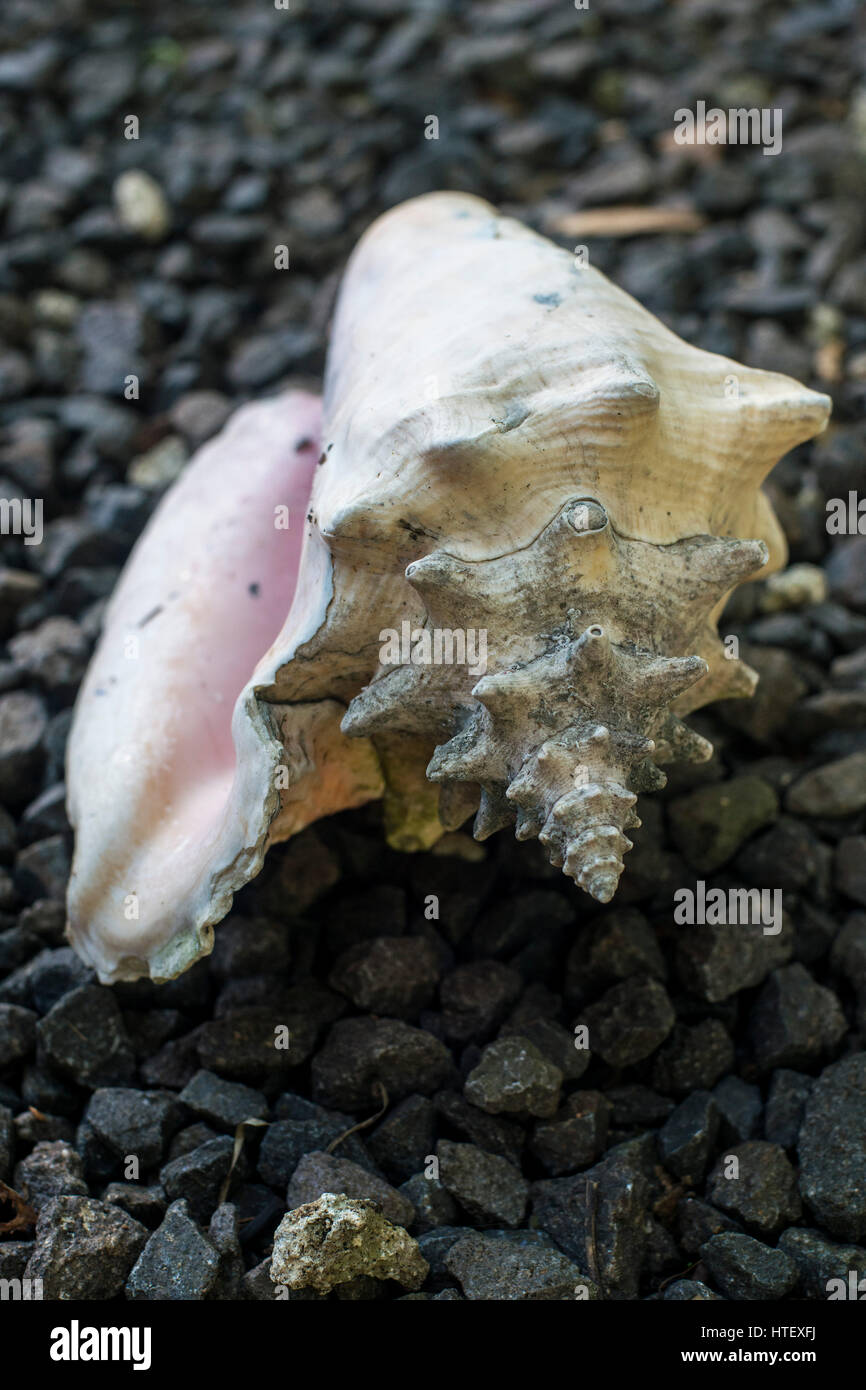 Guadeloupe beach young hi-res stock photography and images - Alamy