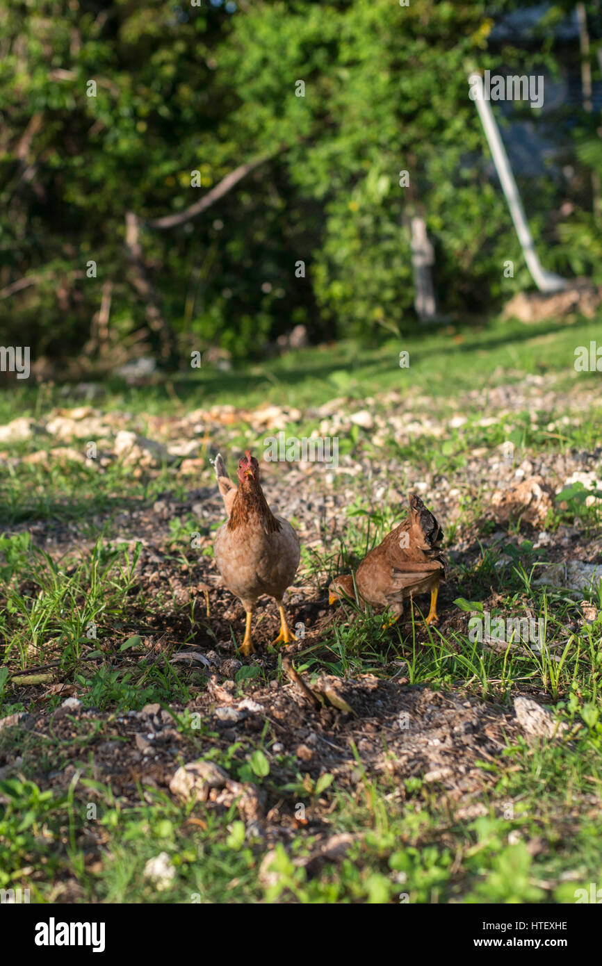 chicken and a hen Stock Photo - Alamy