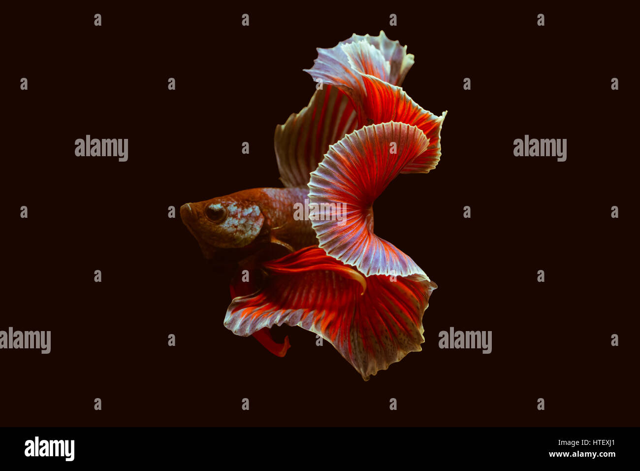Thailand fighting fish, isolated on black background. Capture the ...