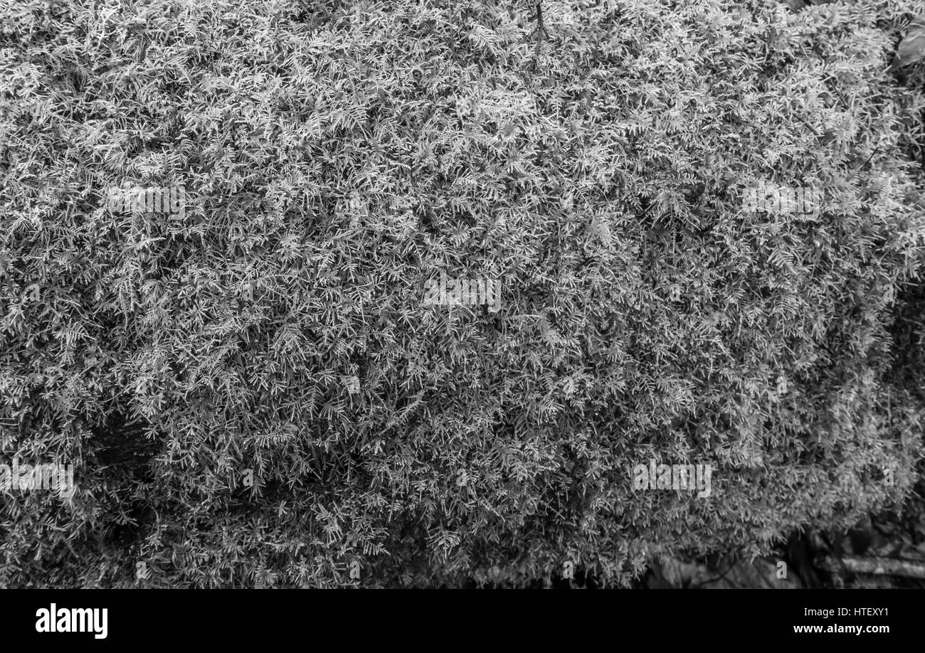Moss in the pacific northwest Black and White Stock Photos & Images - Alamy