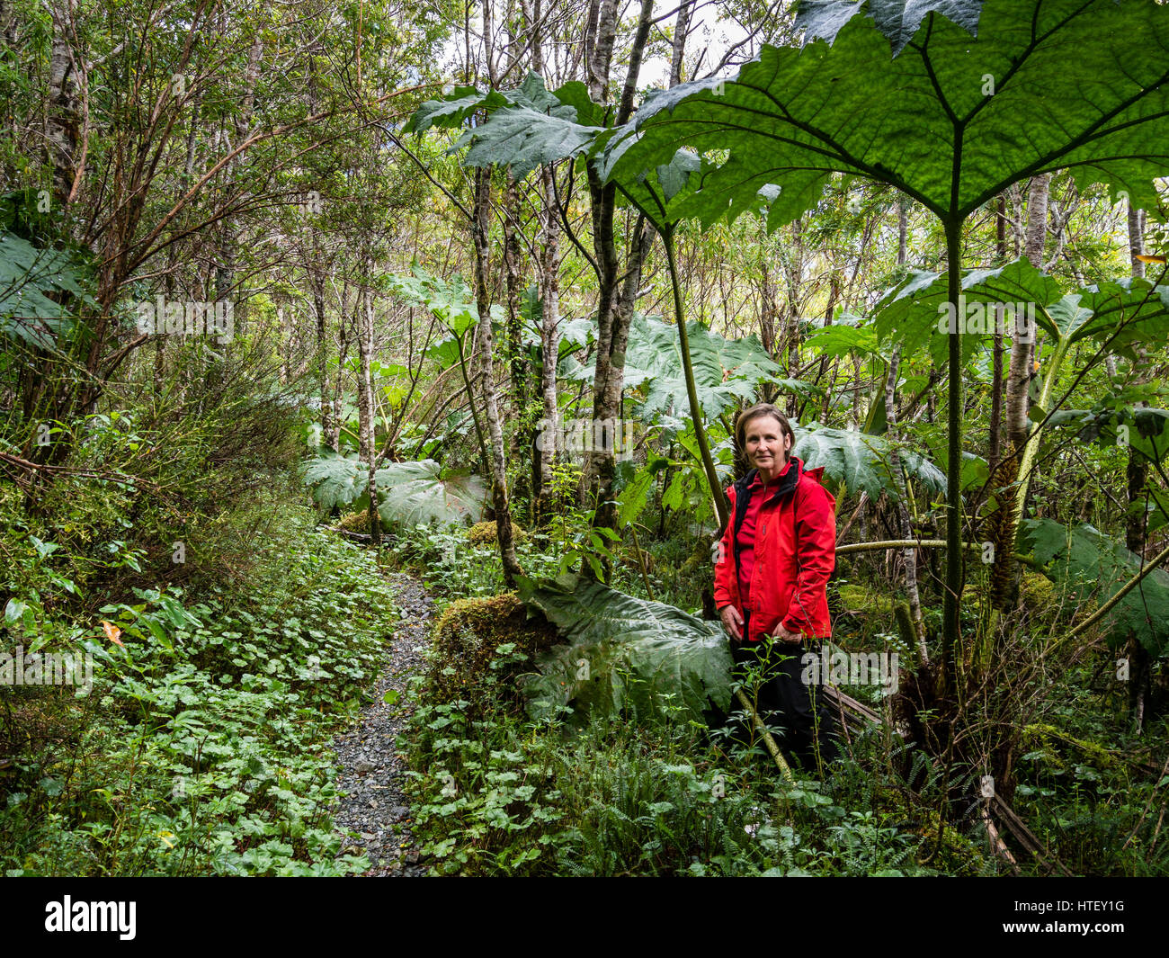 Woman in red jacket in front of giantic rhubarb plant, rain forest at ...
