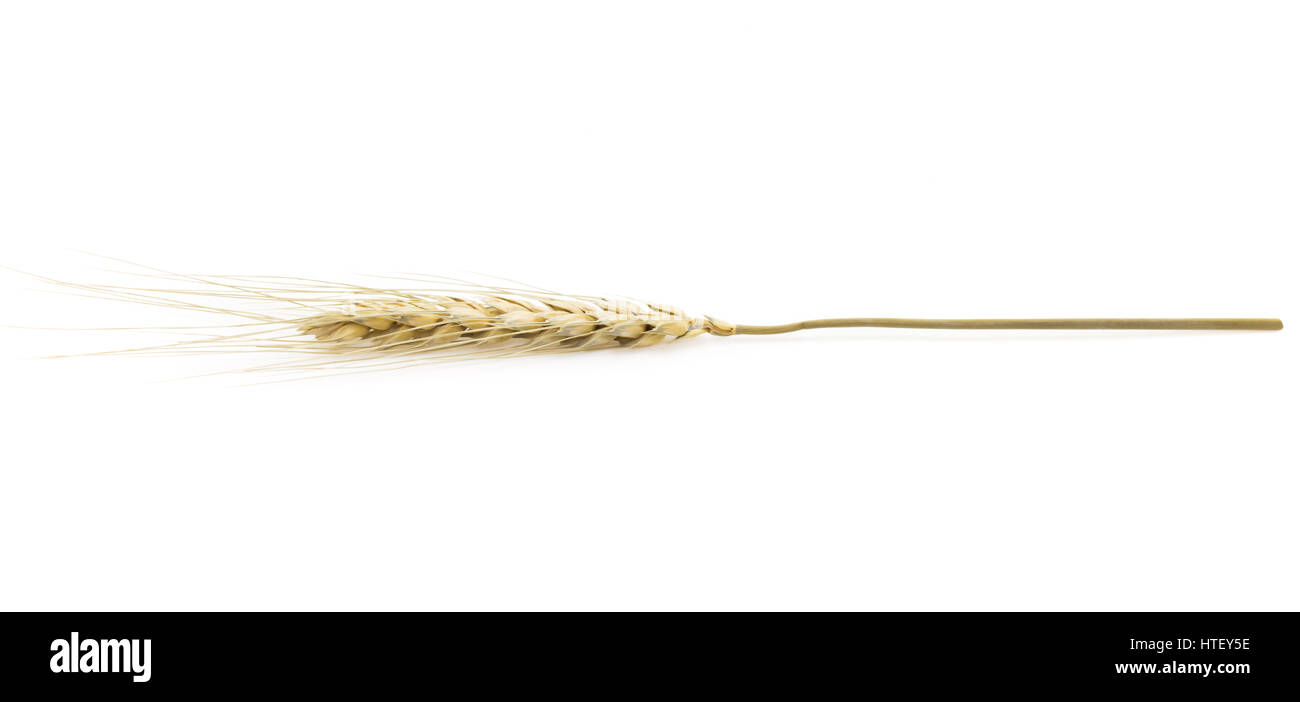 Horizontal wheat ears isolated on white background Stock Photo - Alamy