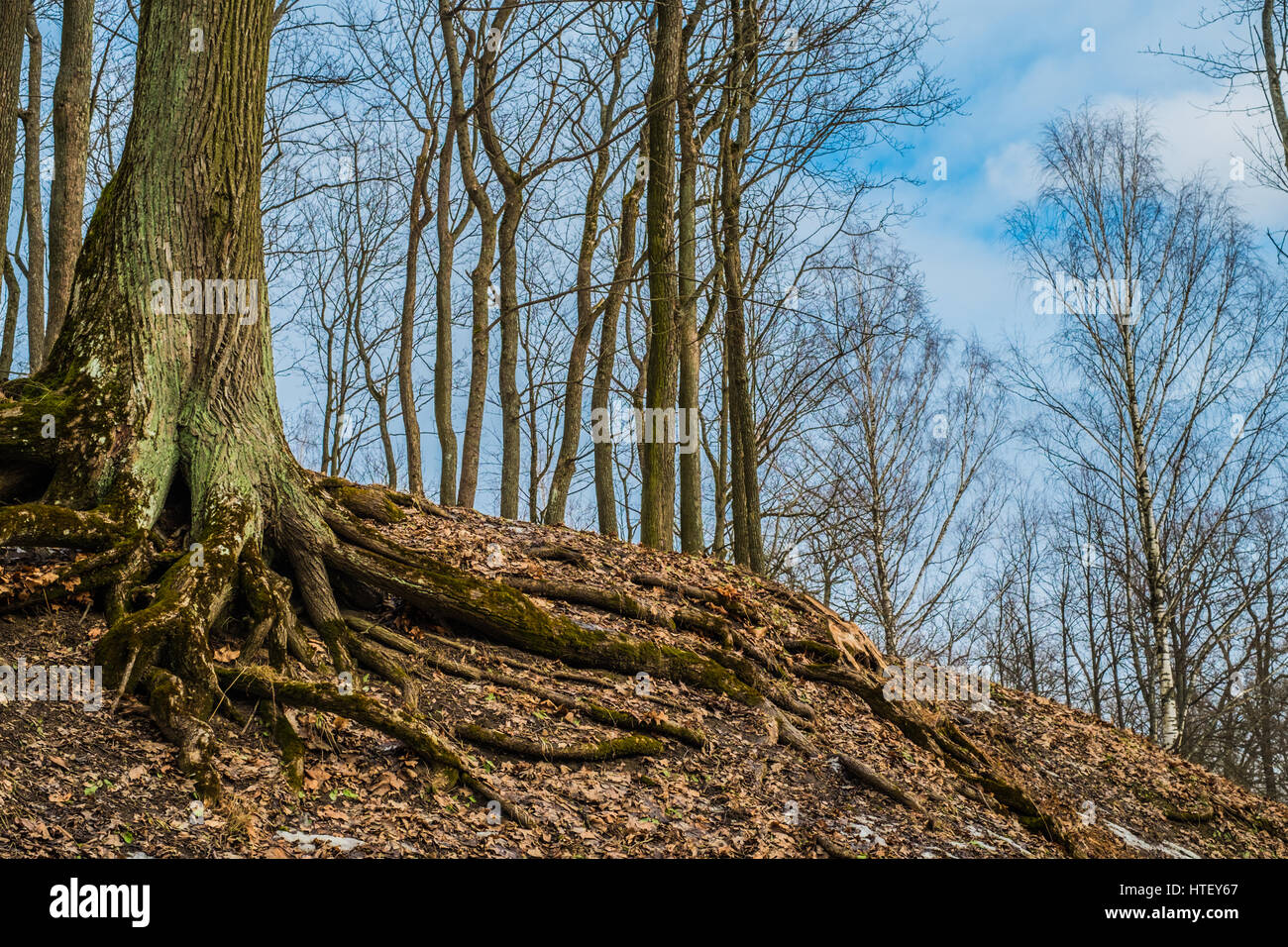 Awesome tree hi-res stock photography and images - Alamy