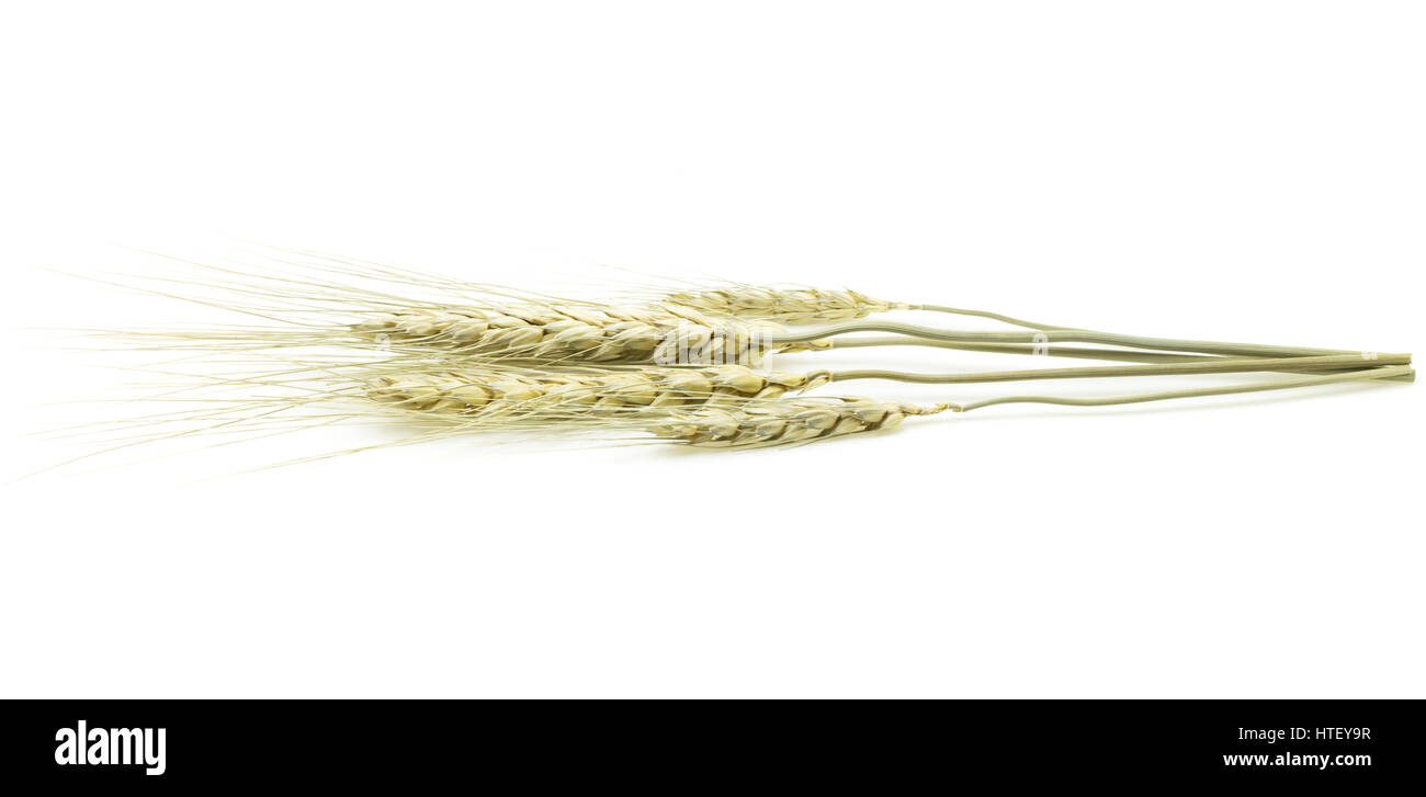 Horizontal wheat ears isolated on white background Stock Photo - Alamy